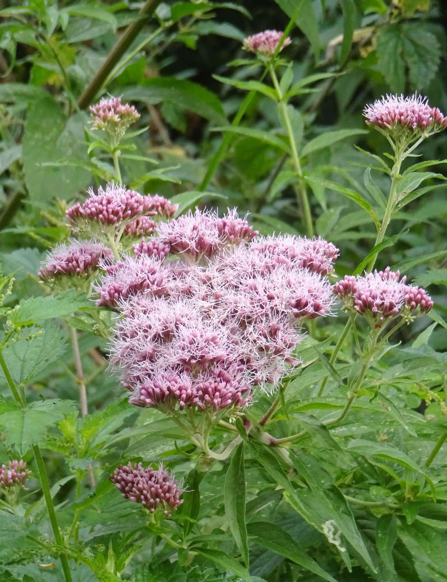 Hemp Agrimony (Eupatorium cannabinum): A Native UK Wildflower with ...