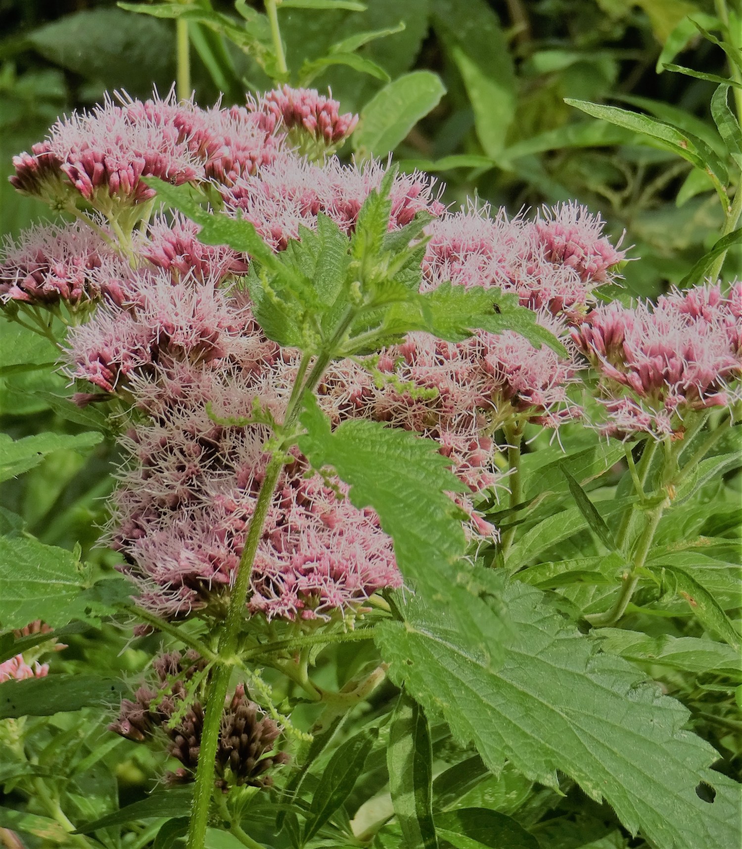 Hemp Agrimony (Eupatorium cannabinum): A Native UK Wildflower with ...