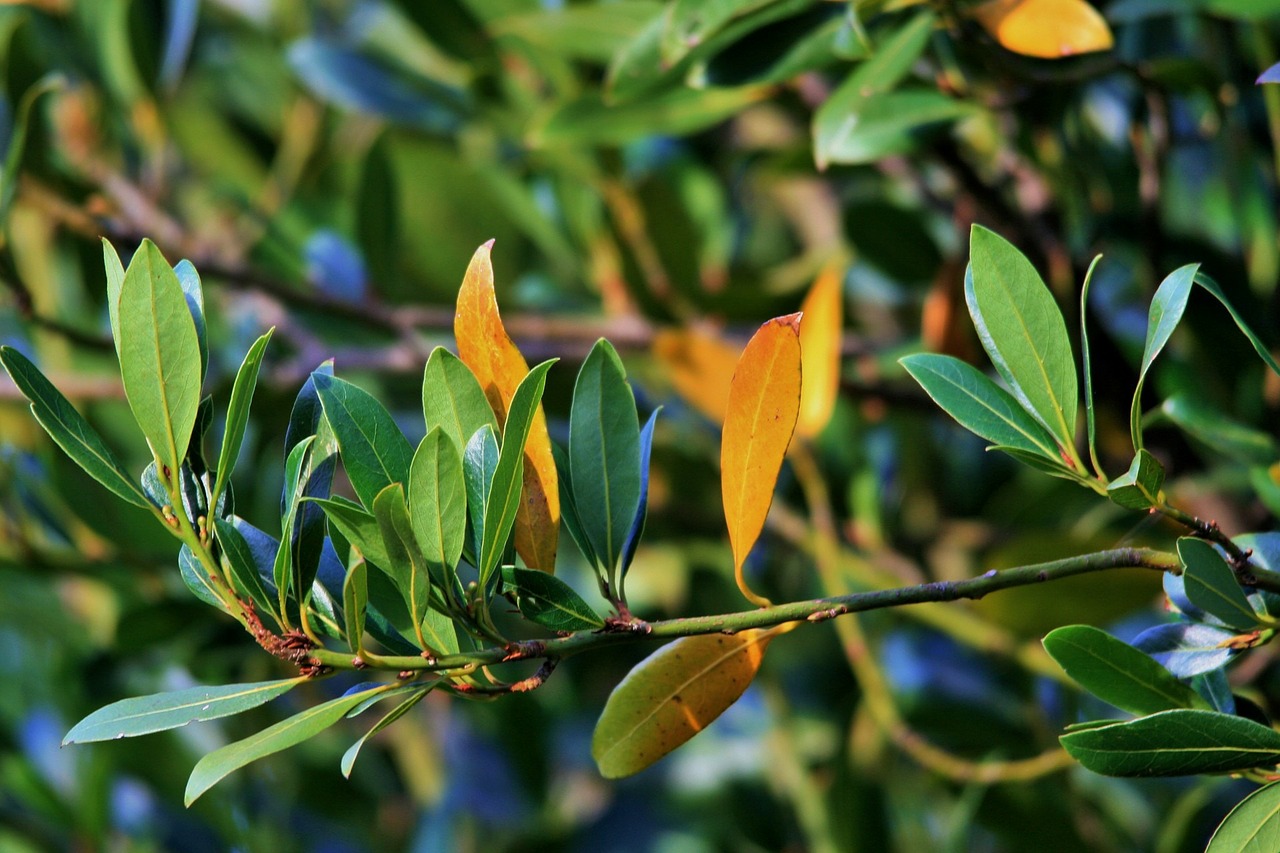 Bay Leaf Benefits: Pest Control, Culinary Inspiration, and Versatile ...