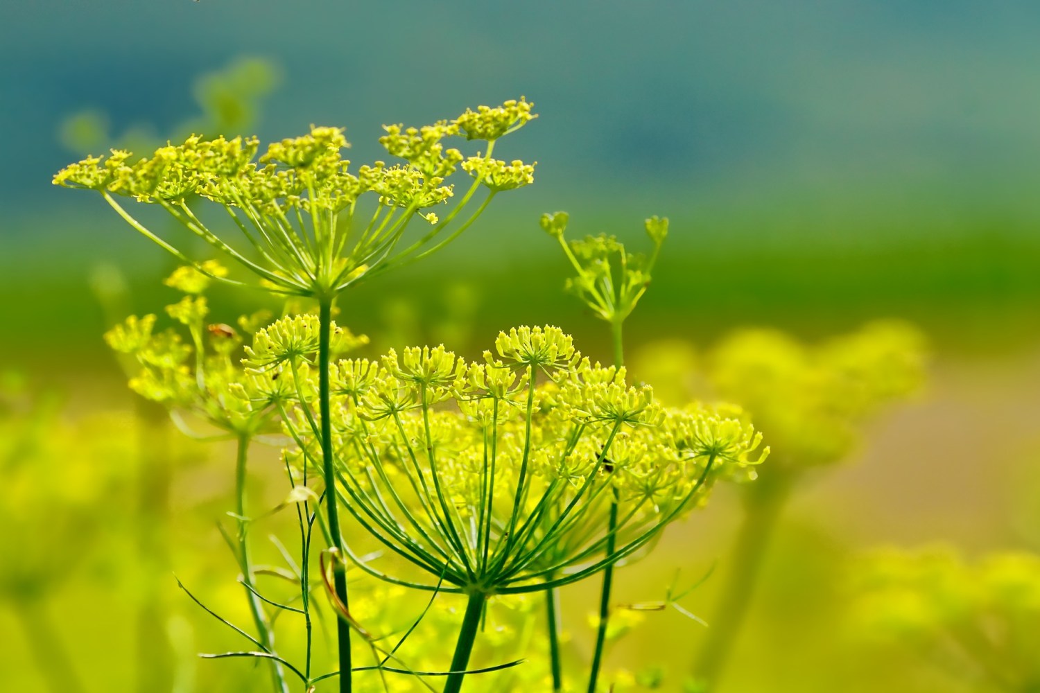 Ultimate Guide to Growing Fennel in the UK – Earthly Comforts