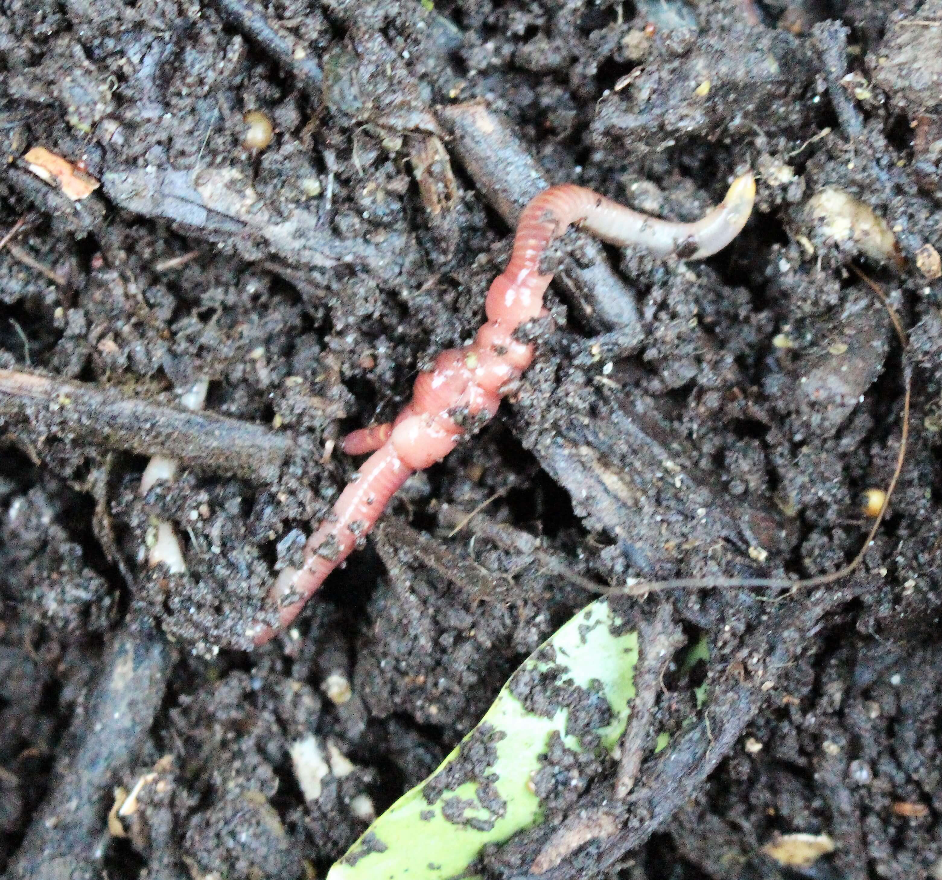 Earthworm Reproduction: A Fascinating Mating Ritual – Earthly Comforts