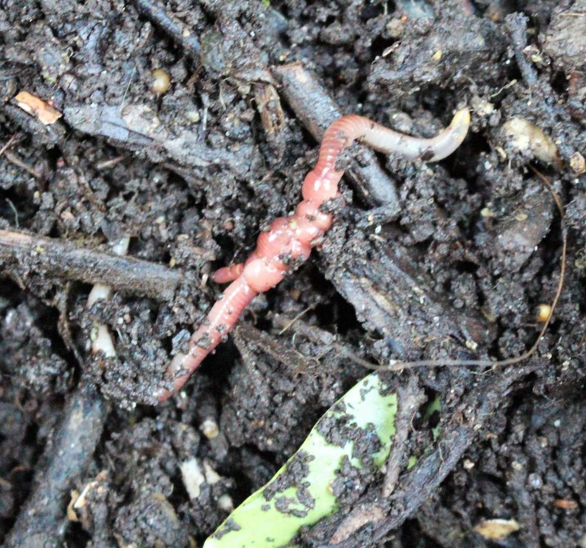 Earthworm Reproduction: A Fascinating Mating Ritual – Earthly Comforts