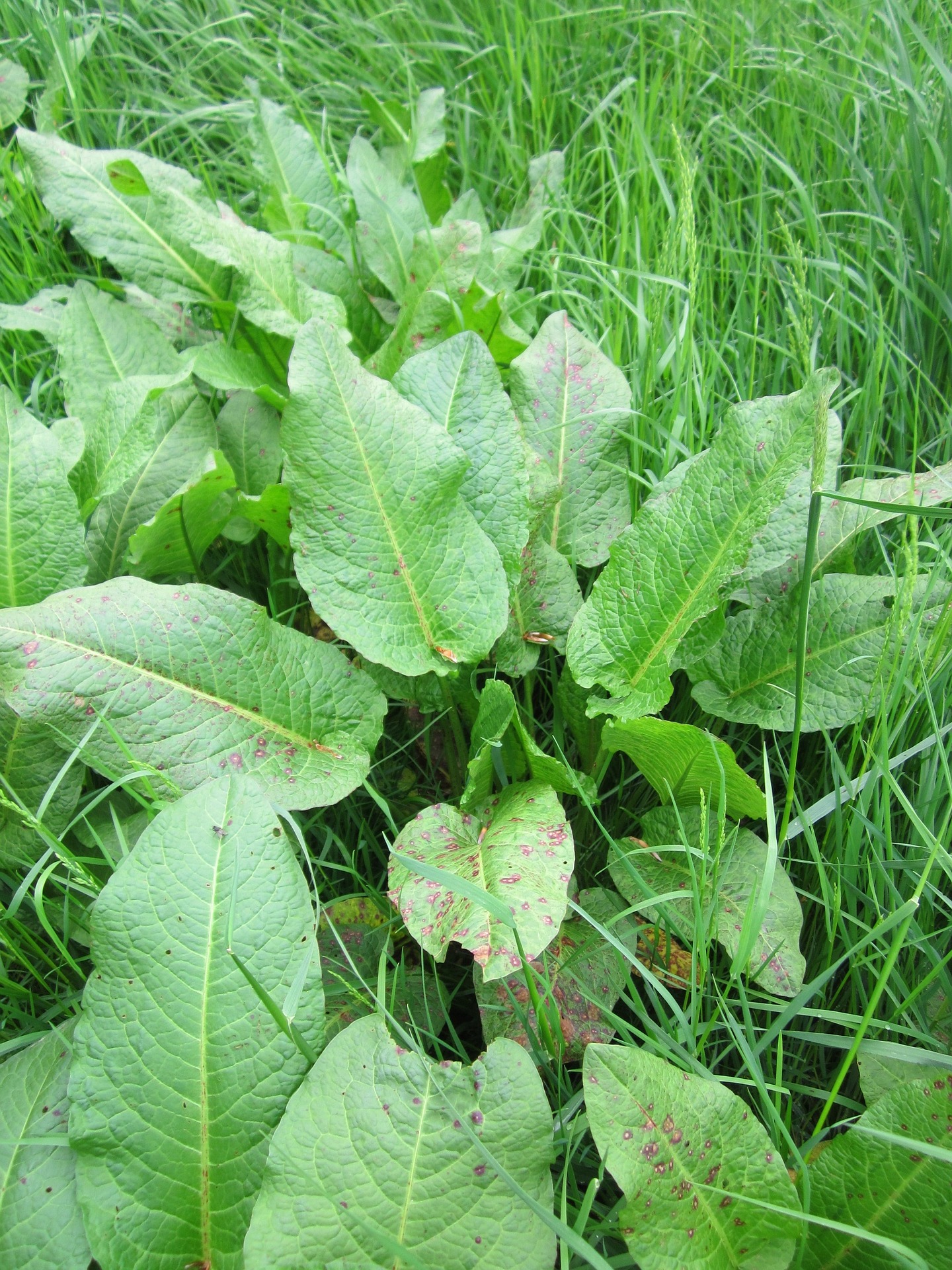 Dock Leaves: A Natural Solution for Nettle Stings and Wildlife Gardens ...