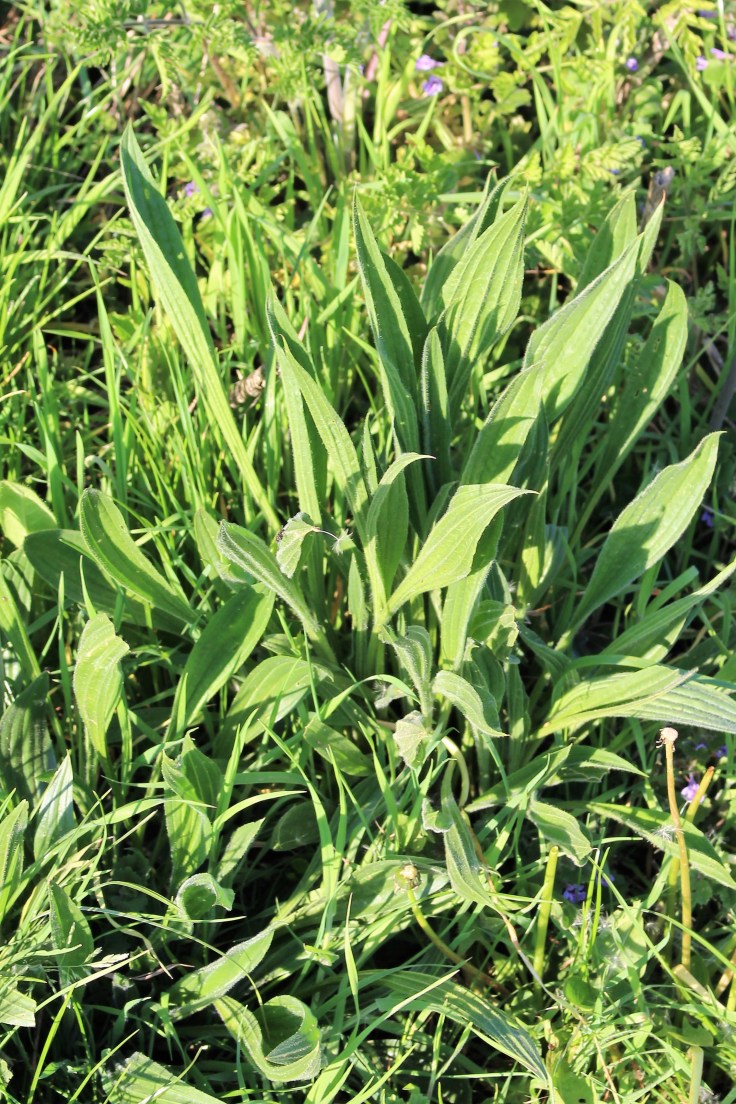 Discover the Hidden Treasure of Ribwort Plantain in Your Garden ...