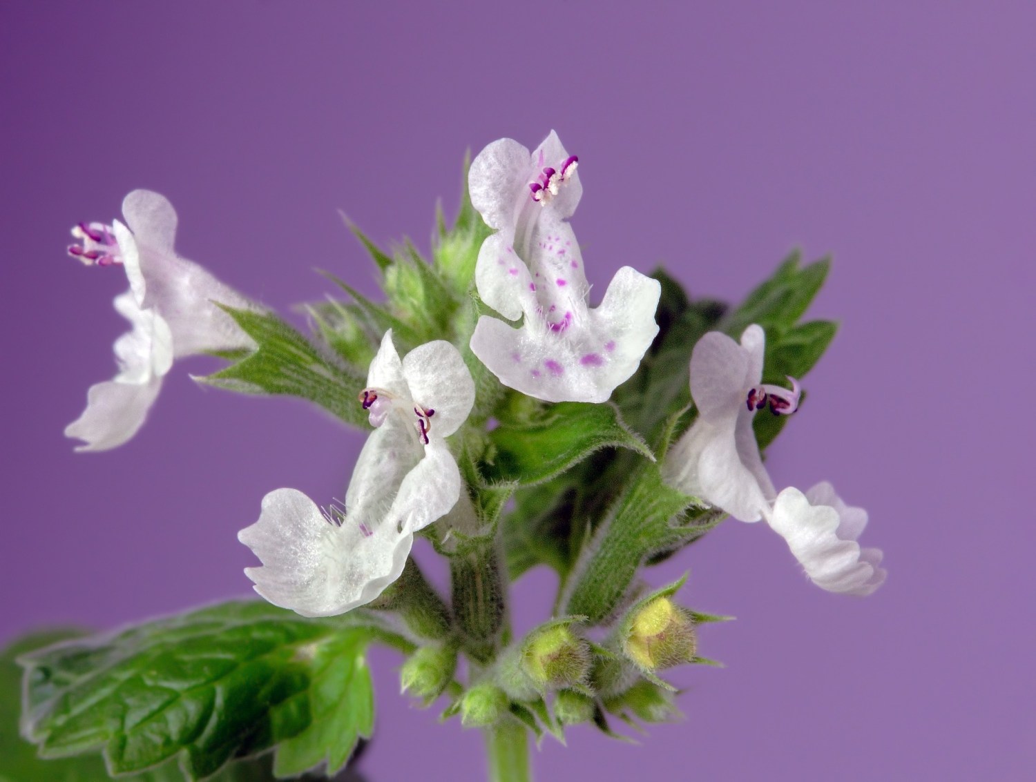 Catnip (Nepeta cataria) and Catmint: Perfect Companion Plantings for ...