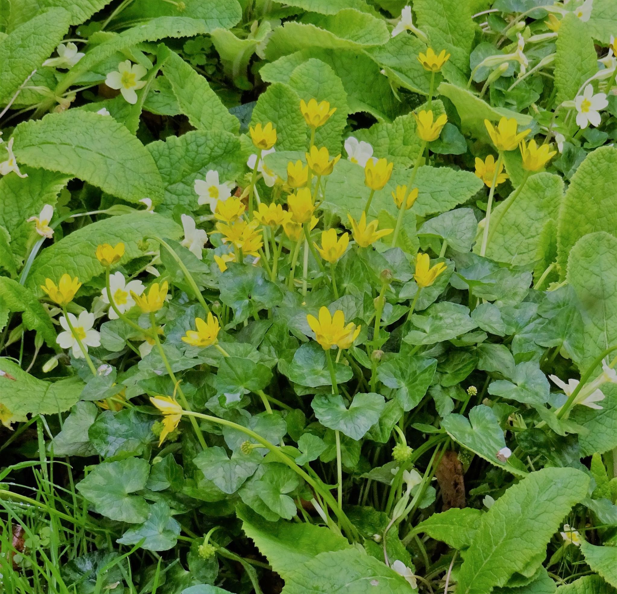 The Beauty of Lesser Celandine: A Wildflower, Weed, and Herb | UK ...
