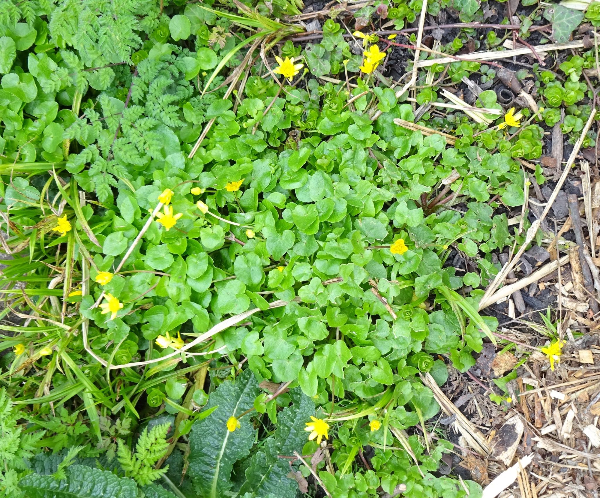 The Beauty of Lesser Celandine: A Wildflower, Weed, and Herb | UK ...