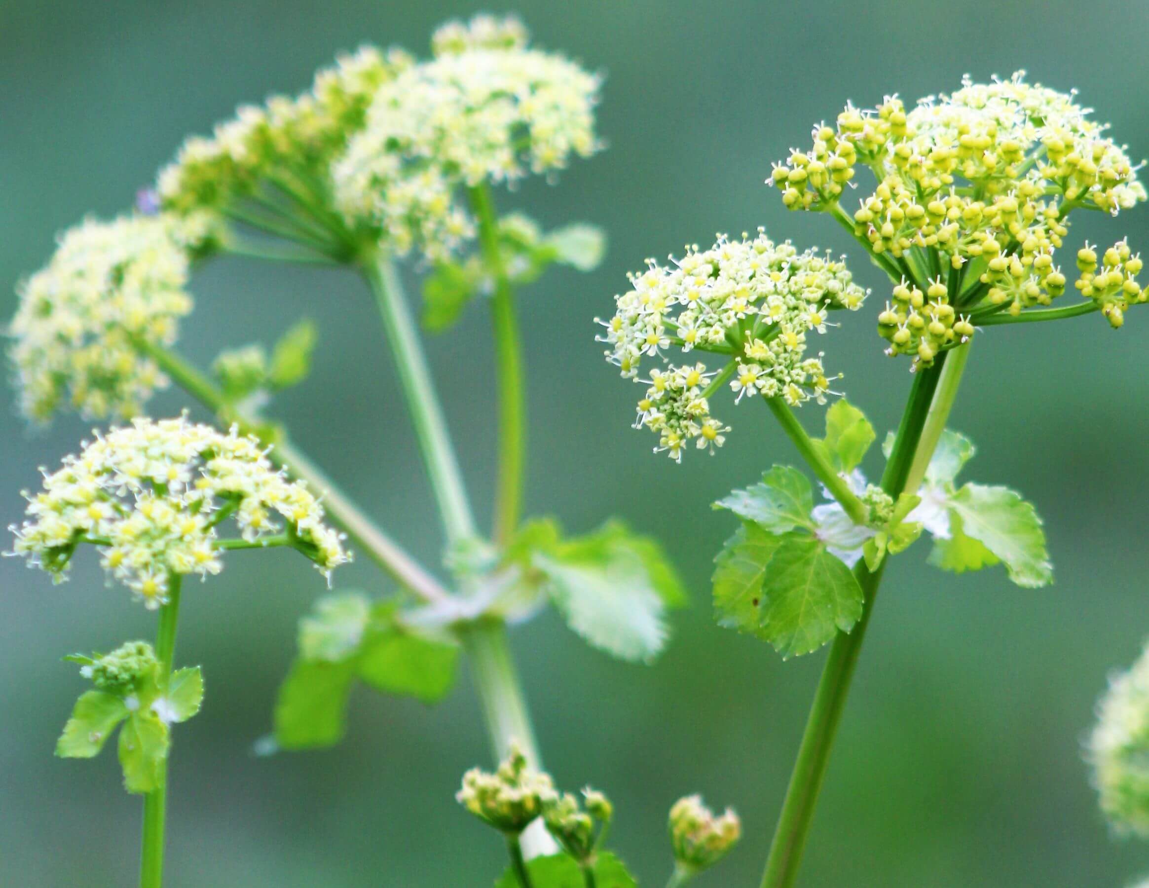 Alexanders (Smyrnium olusatrum): A Culinary Herb Loved by Bees ...