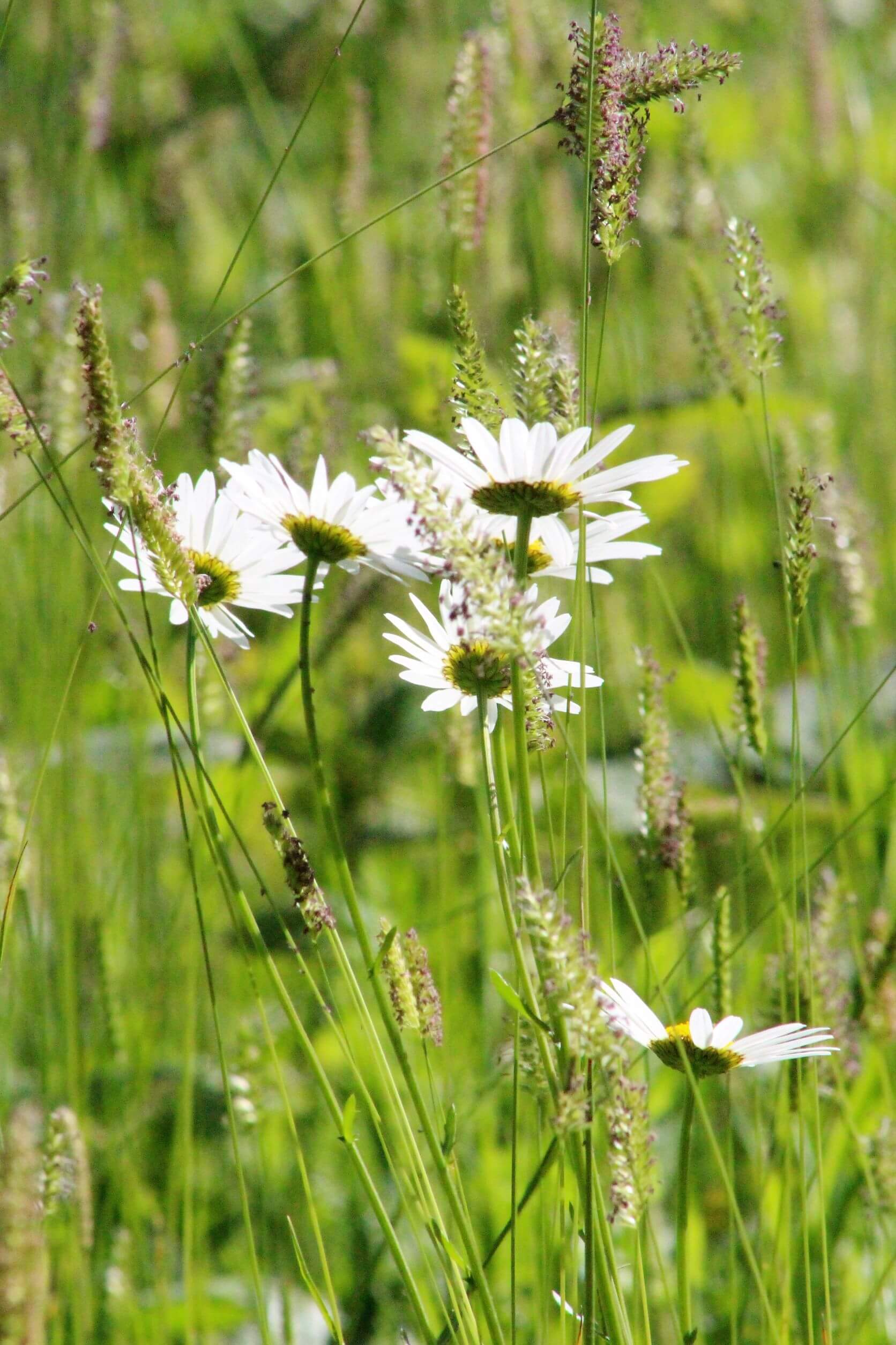 Top 30 Weeds in the UK: What Every Gardener Should Know – Earthly Comforts