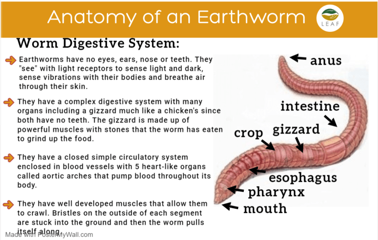 Fascinating Earthworm Facts: Mouth, Prostomium, and Sensory Adaptations ...