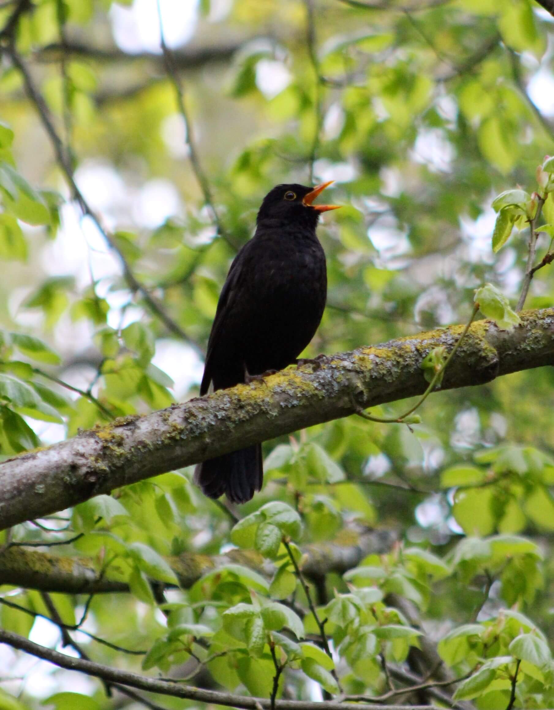 The Blackbird (Turdus merula): Facts, Habits, and Nesting Behavior ...