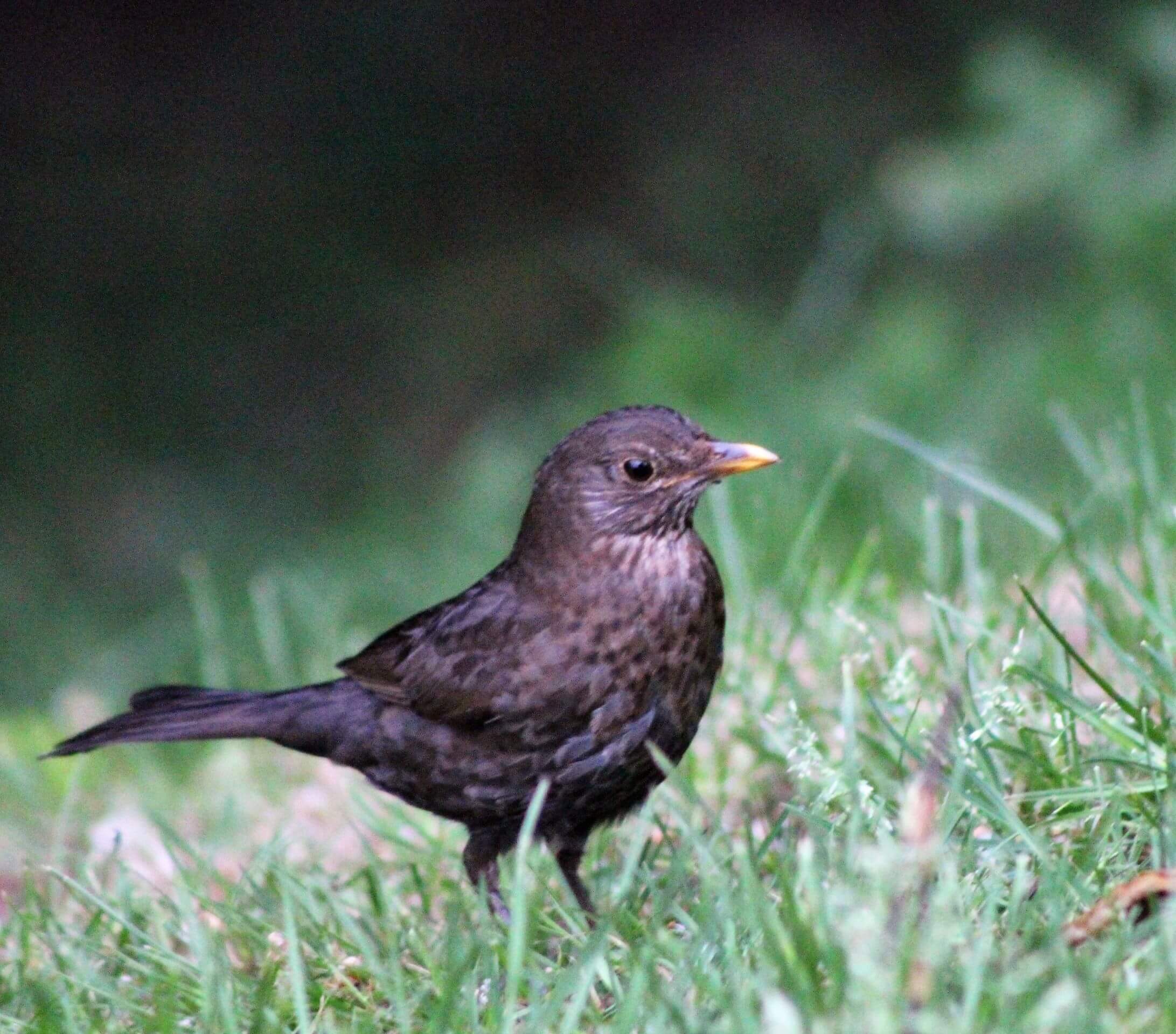 The Blackbird (Turdus merula): Facts, Habits, and Nesting Behavior ...