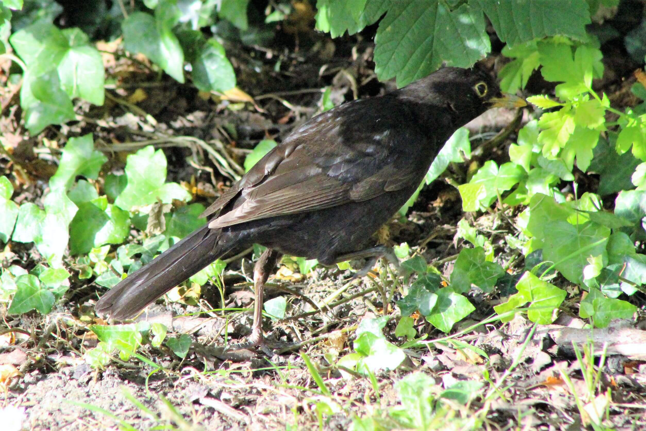 The Blackbird (Turdus merula): Facts, Habits, and Nesting Behavior ...