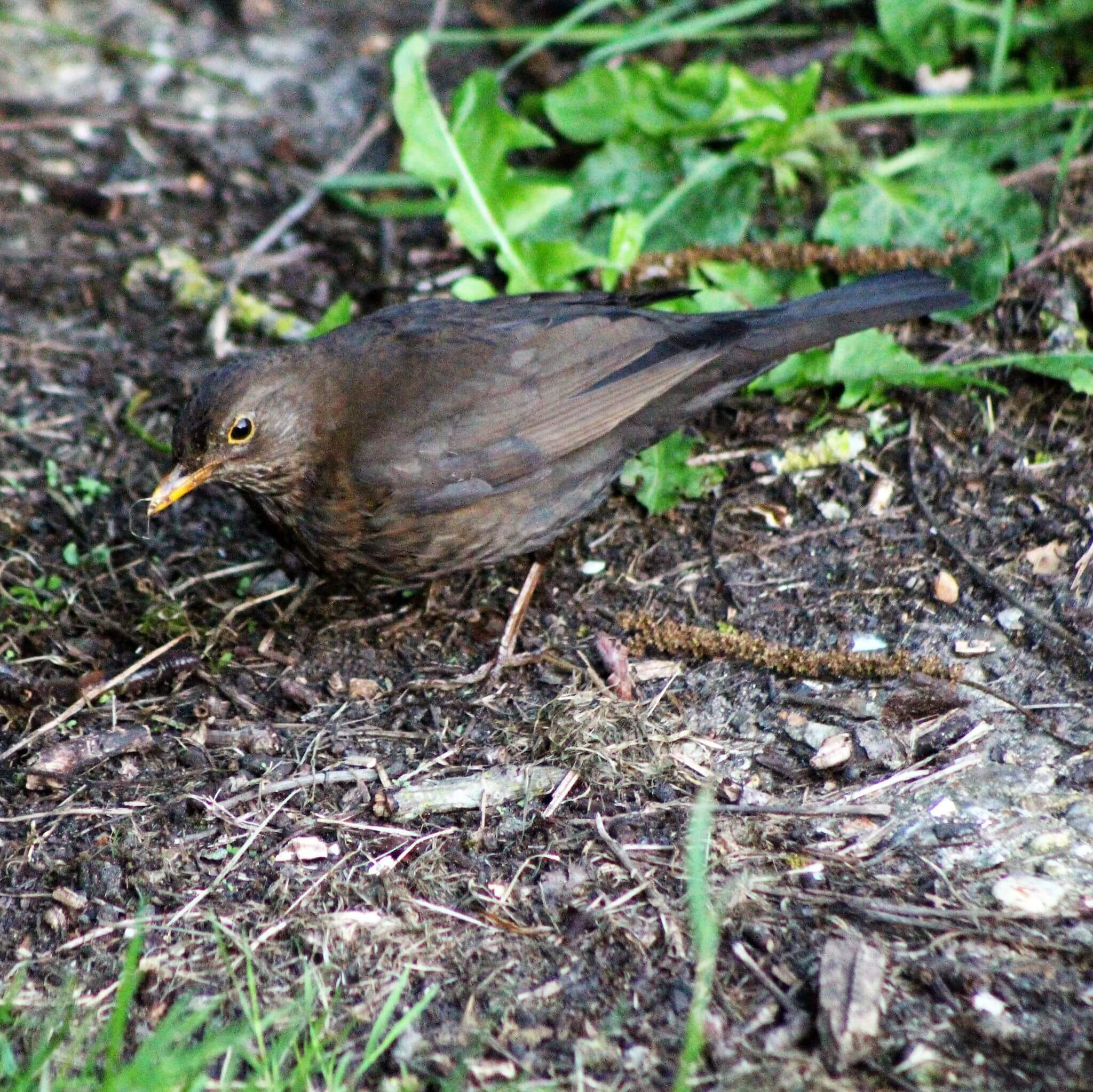 The Blackbird (Turdus merula): Facts, Habits, and Nesting Behavior ...
