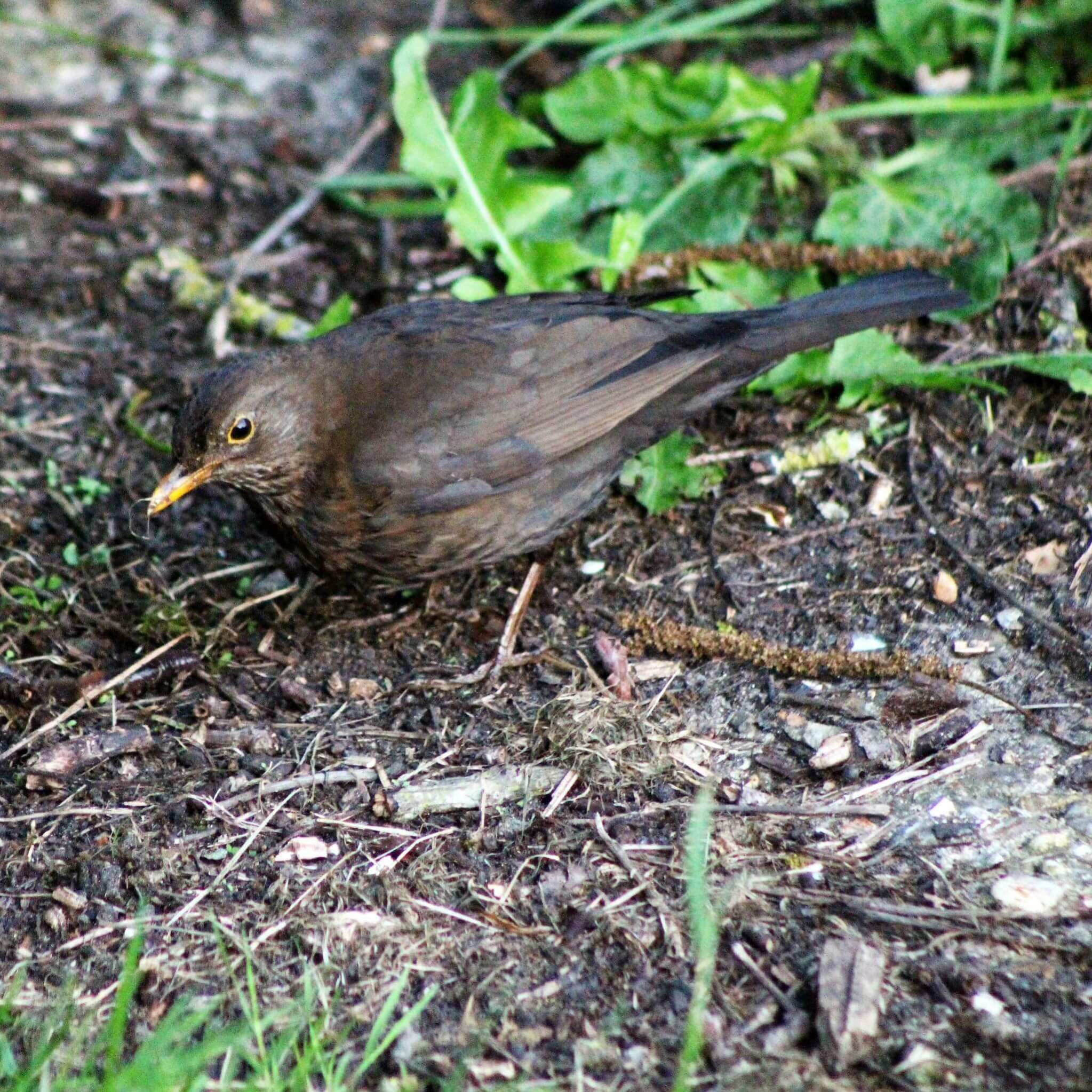 The Blackbird (Turdus merula): Facts, Habits, and Nesting Behavior ...