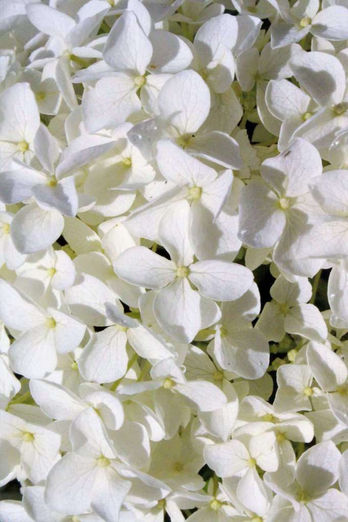 Understanding Hydrangeas: Colour, Soil pH, and Care – Earthly Comforts