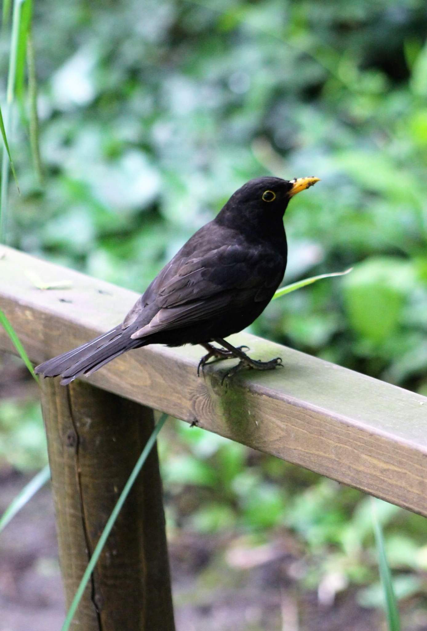 The Blackbird (Turdus merula): Facts, Habits, and Nesting Behavior ...