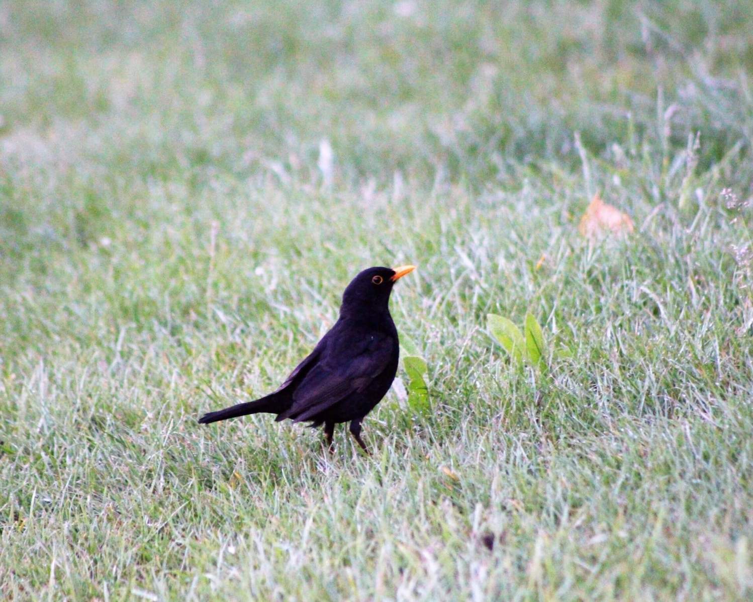 The Blackbird (Turdus merula): Facts, Habits, and Nesting Behavior ...