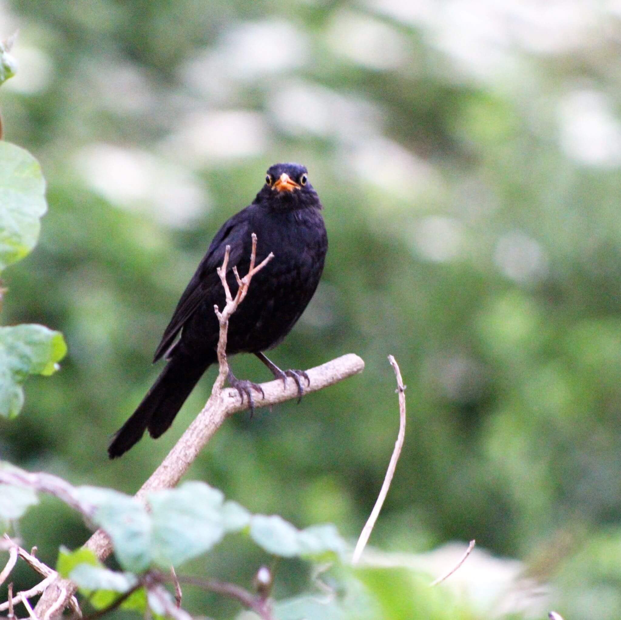 The Blackbird (Turdus merula): Facts, Habits, and Nesting Behavior ...