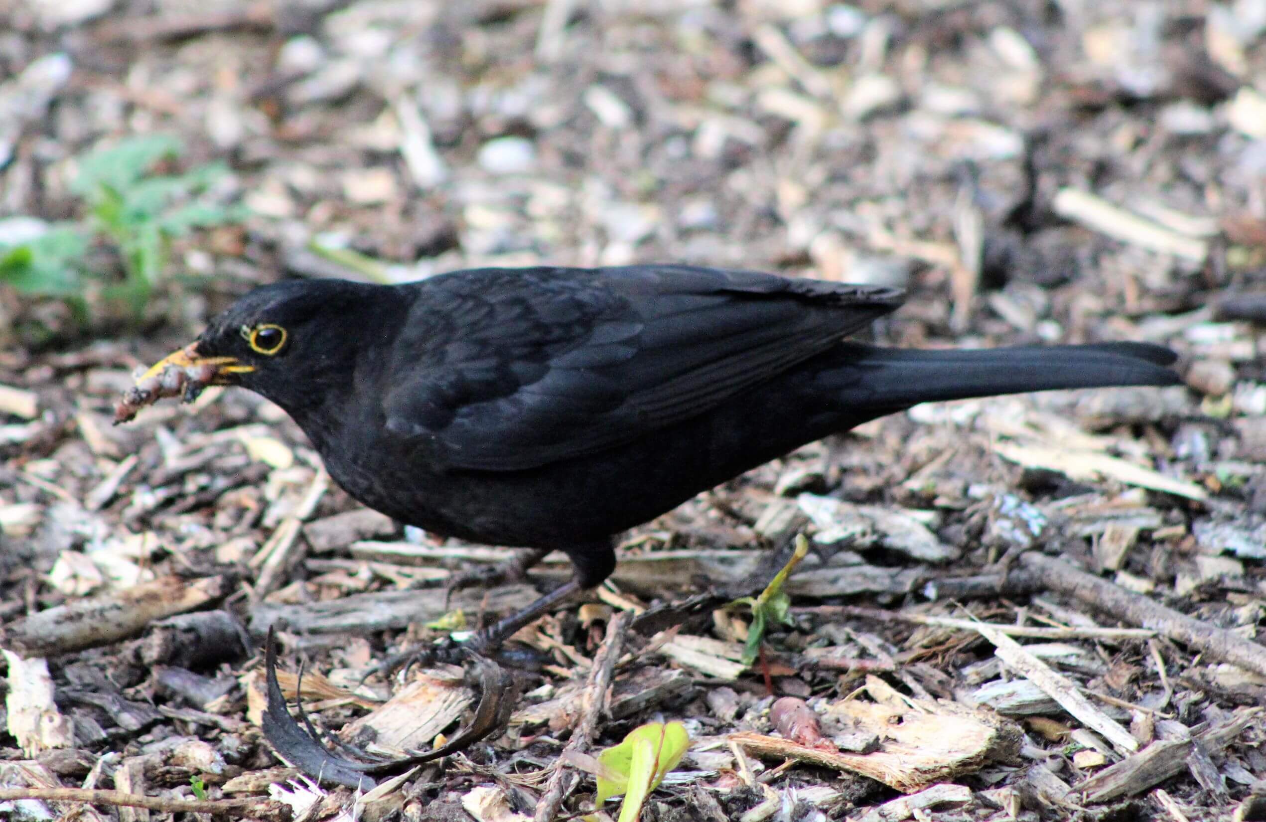 The Blackbird (Turdus merula): Facts, Habits, and Nesting Behavior ...