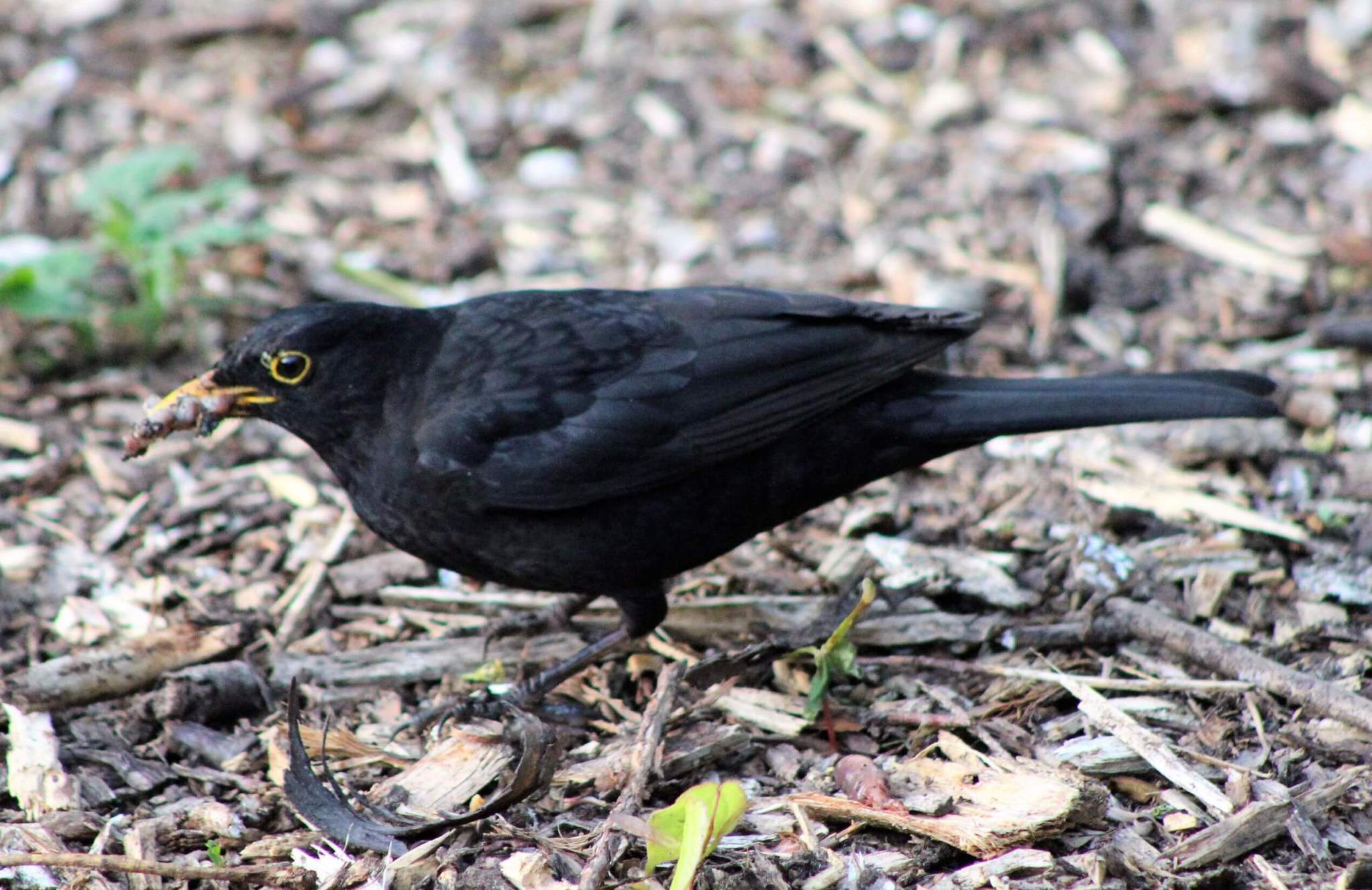 The Blackbird (Turdus merula): Facts, Habits, and Nesting Behavior ...