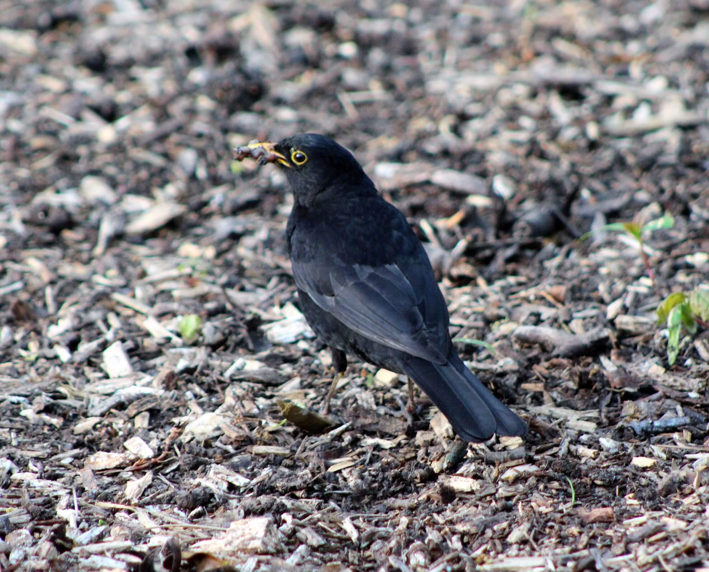 The Blackbird (Turdus merula): Facts, Habits, and Nesting Behavior ...