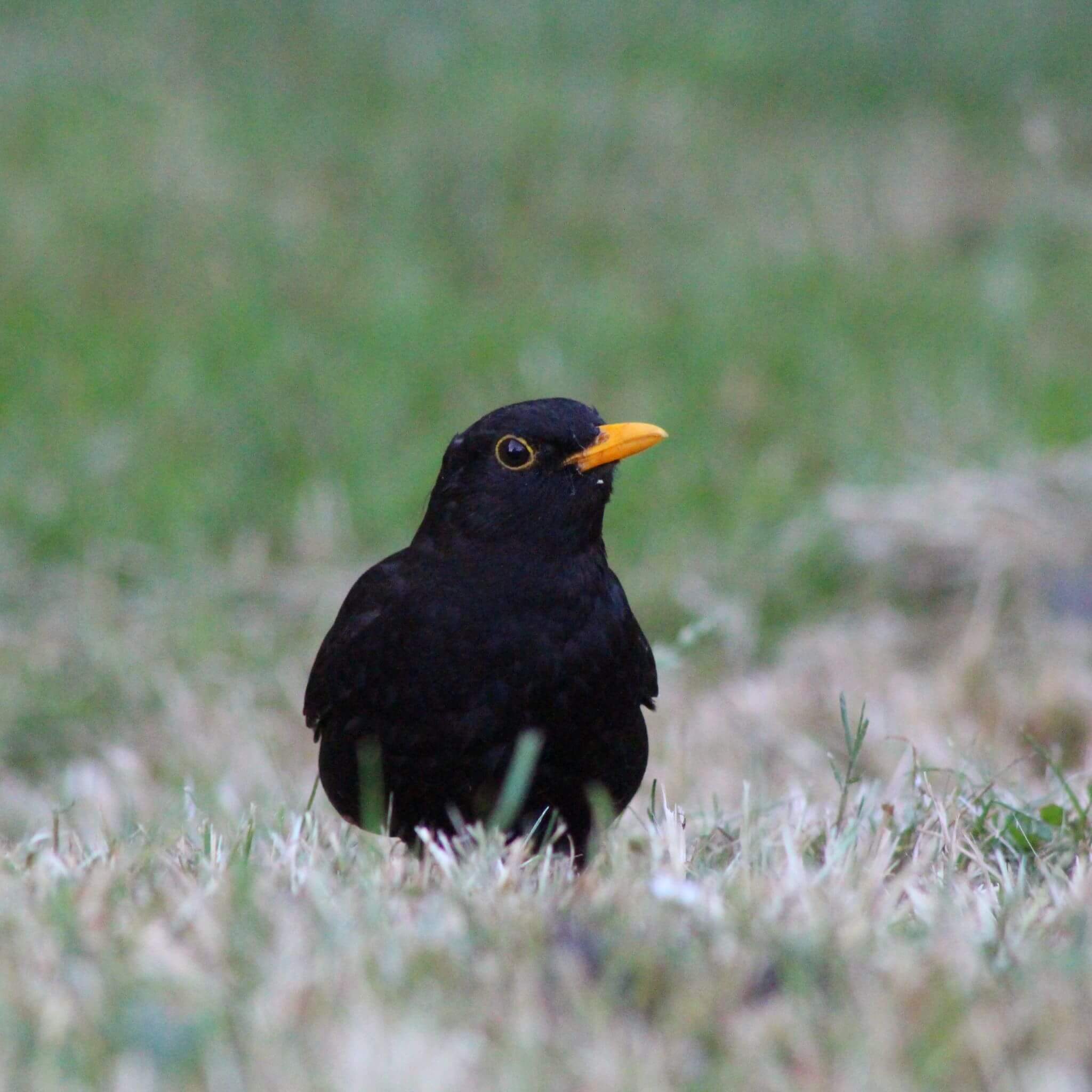 The Blackbird (Turdus merula): Facts, Habits, and Nesting Behavior ...