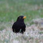 The Blackbird (Turdus merula): Facts, Habits, and Nesting Behavior ...