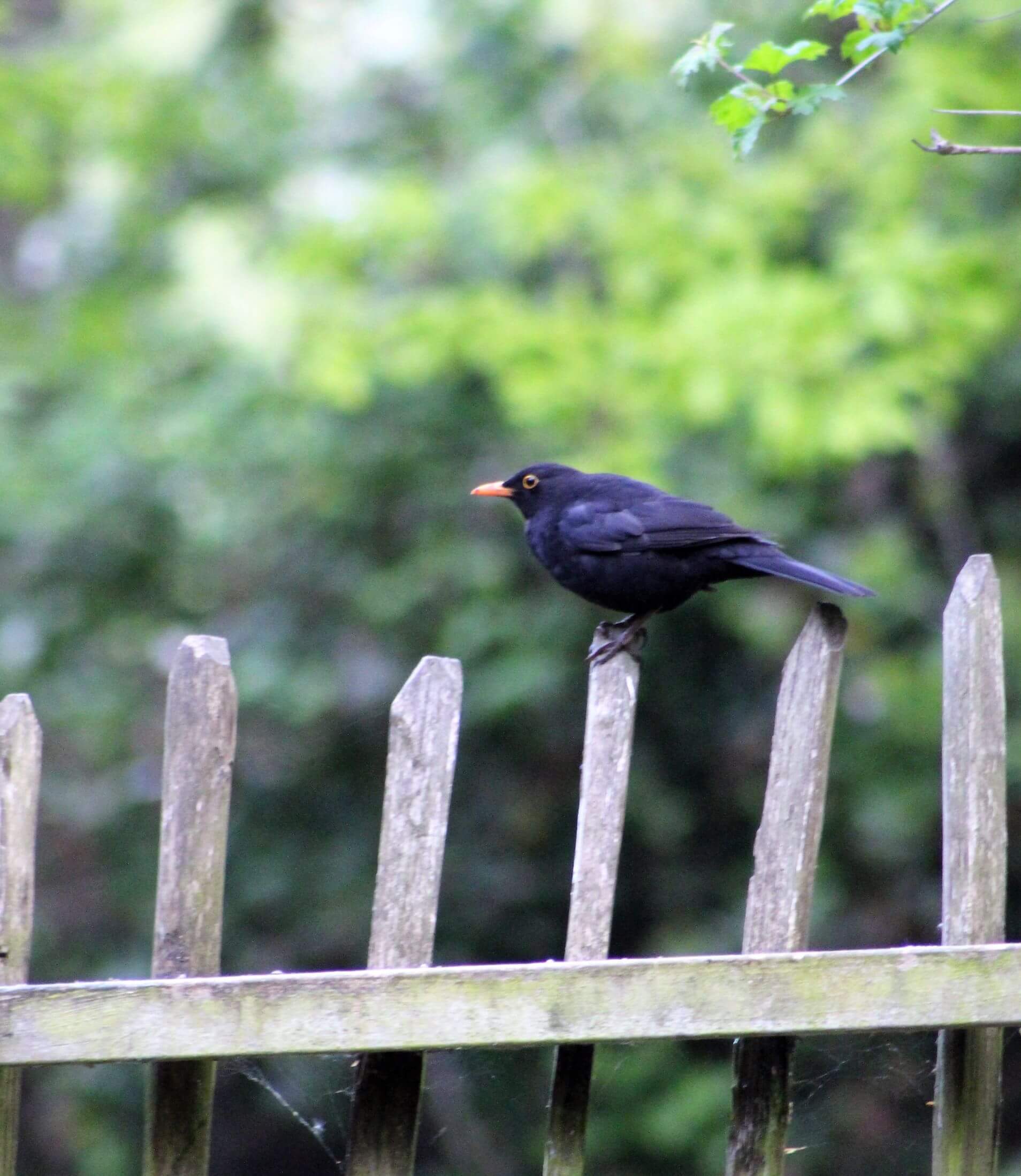 The Blackbird (Turdus merula): Facts, Habits, and Nesting Behavior ...