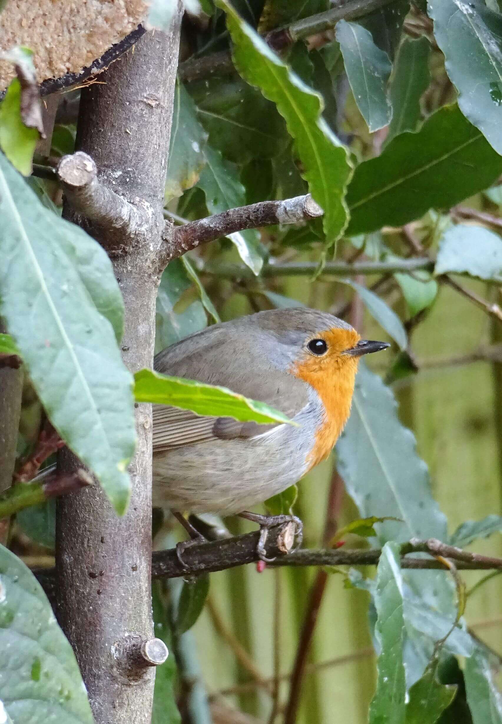 Red Breasted Robin: Charming Garden Visitor and National Bird of ...