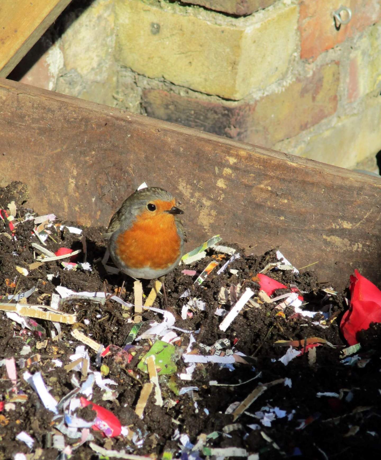 Red Breasted Robin: Charming Garden Visitor and National Bird of ...