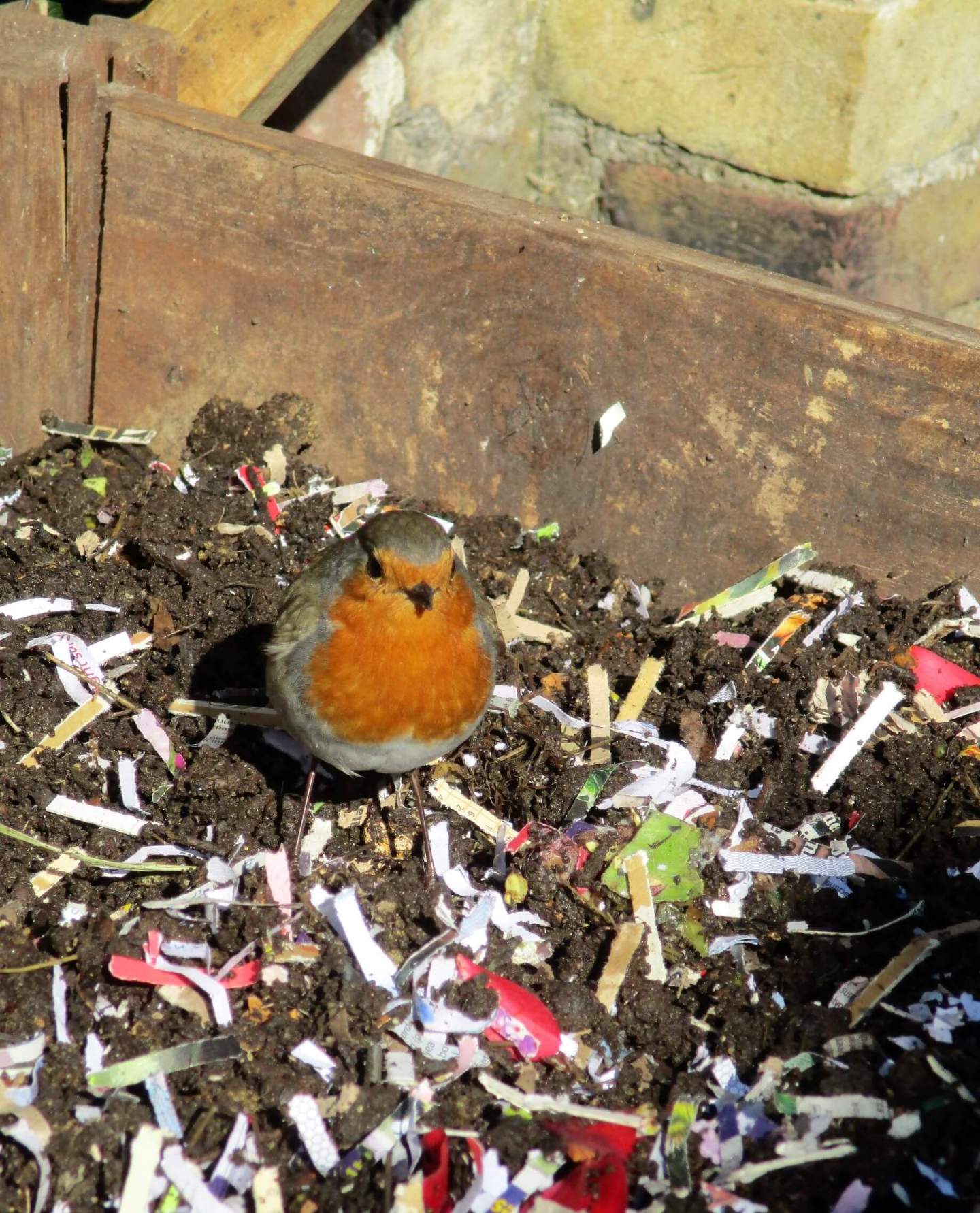 Red Breasted Robin: Charming Garden Visitor and National Bird of ...