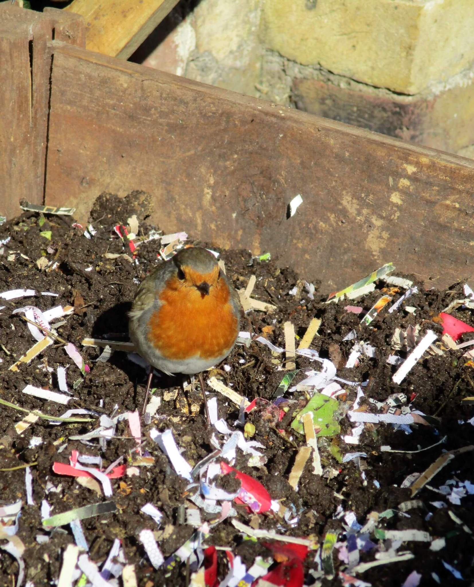 Red Breasted Robin: Charming Garden Visitor and National Bird of ...