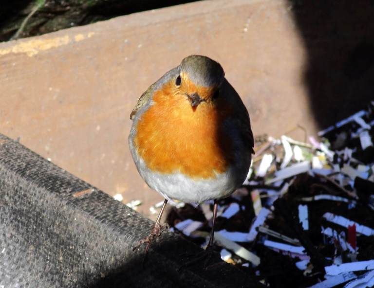 Red Breasted Robin: Charming Garden Visitor and National Bird of ...
