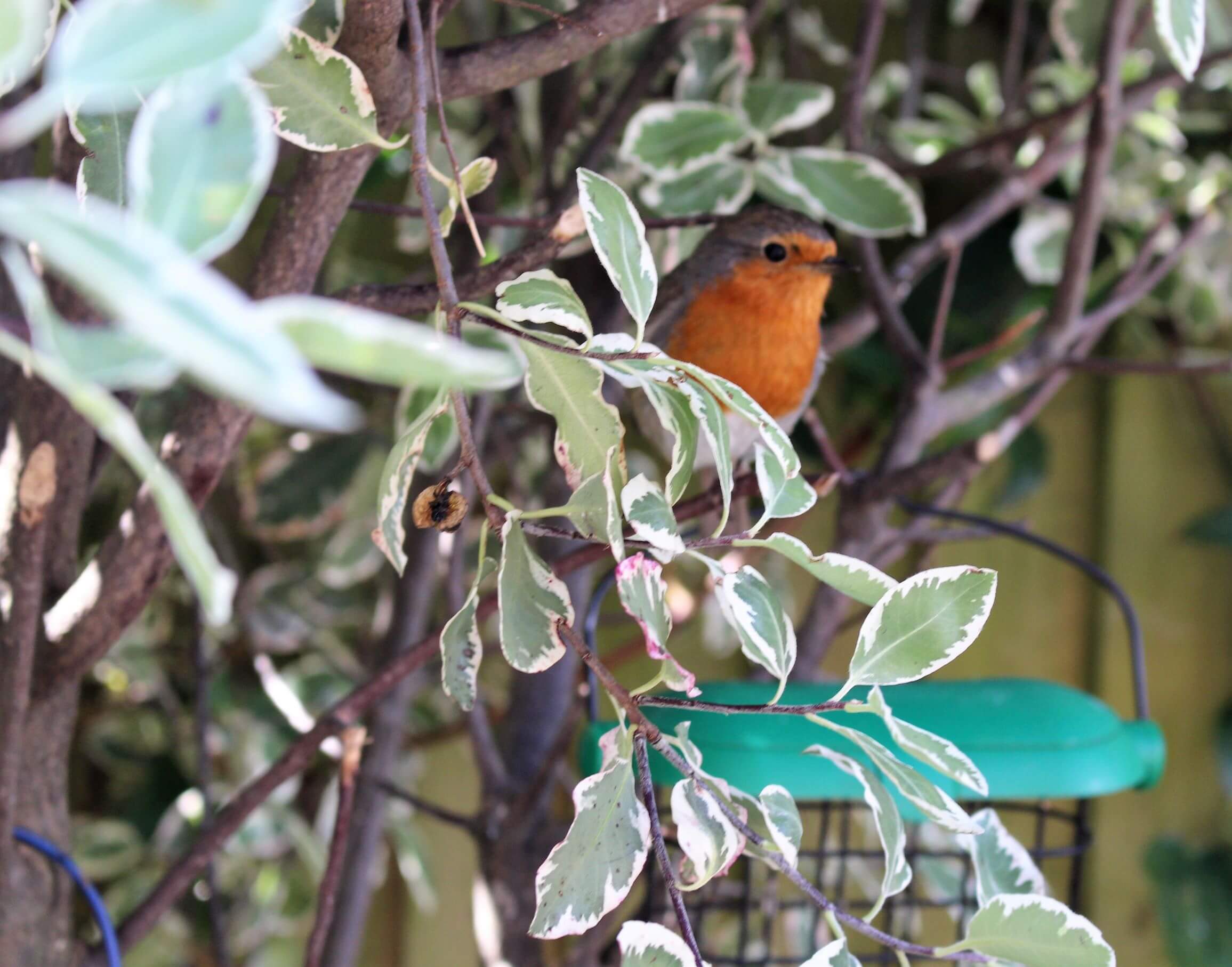 Red Breasted Robin: Charming Garden Visitor and National Bird of ...