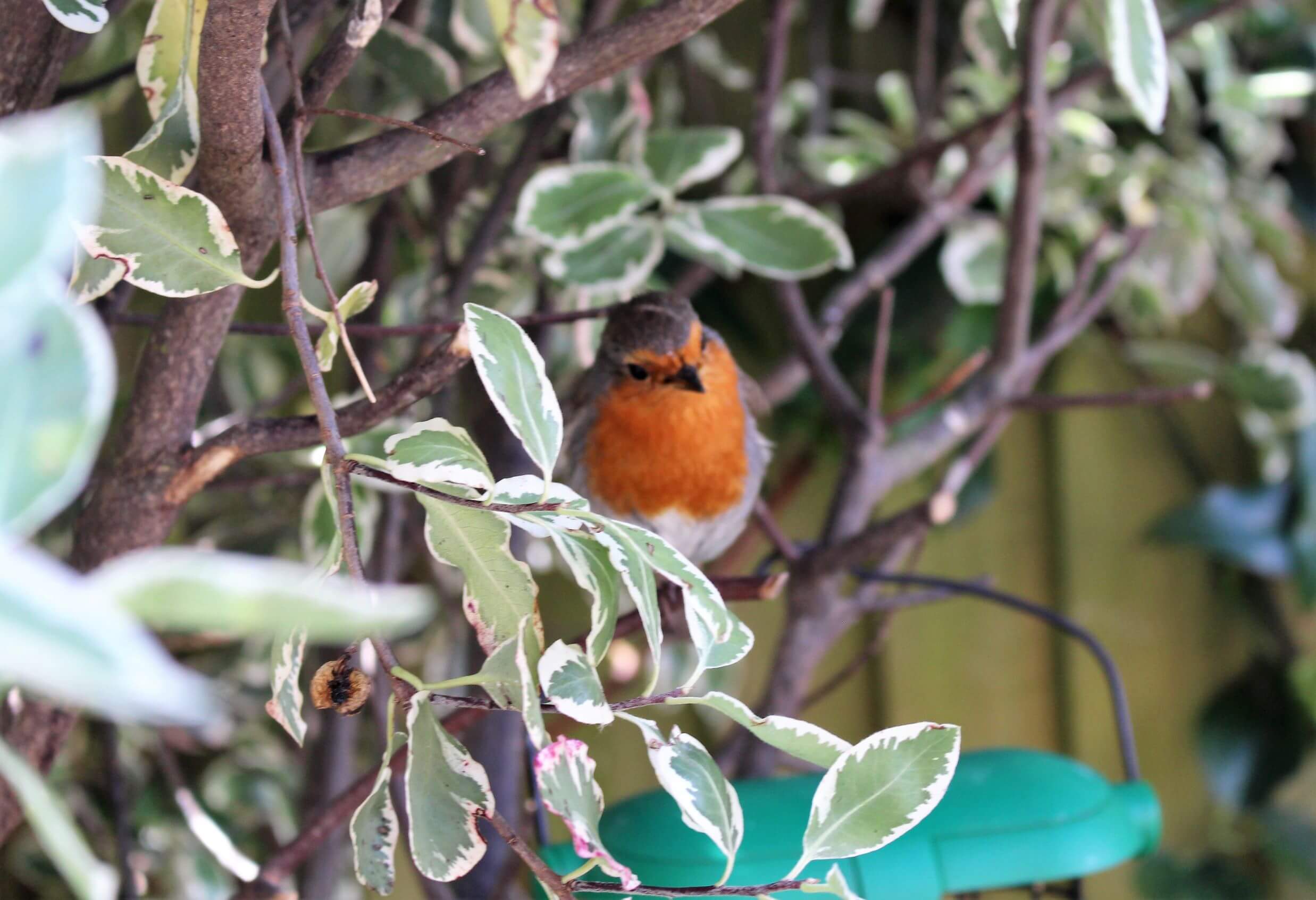 Red Breasted Robin: Charming Garden Visitor and National Bird of ...