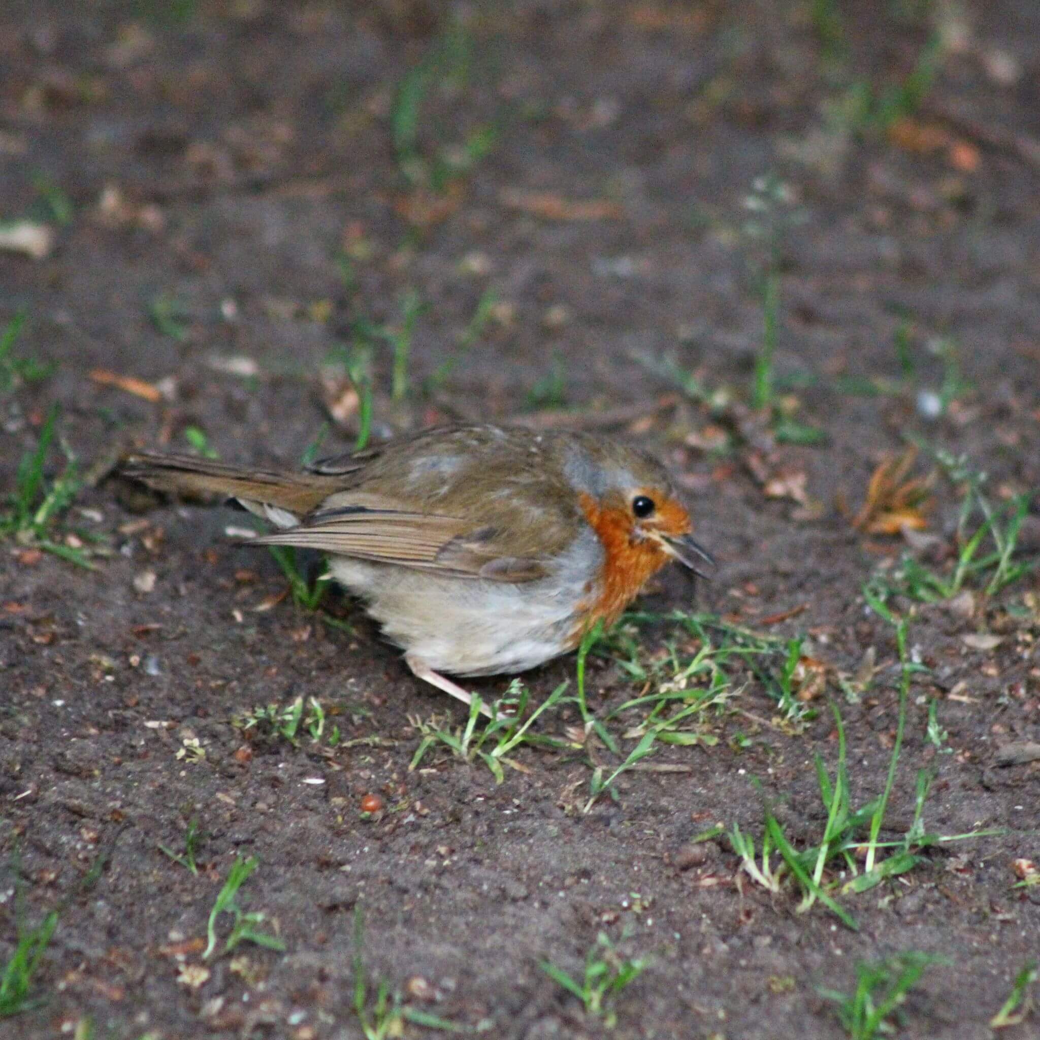 Red Breasted Robin: Charming Garden Visitor and National Bird of ...
