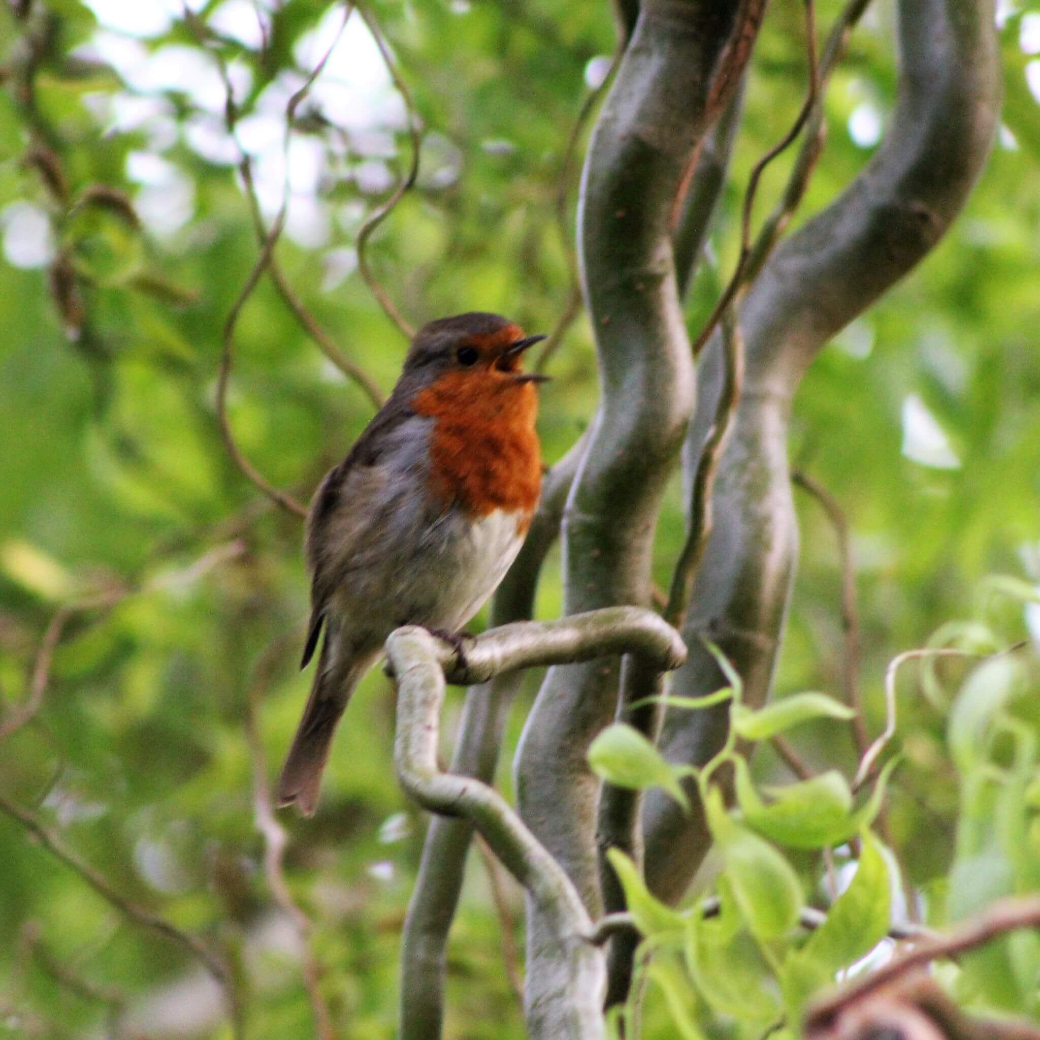 Red Breasted Robin: Charming Garden Visitor and National Bird of ...