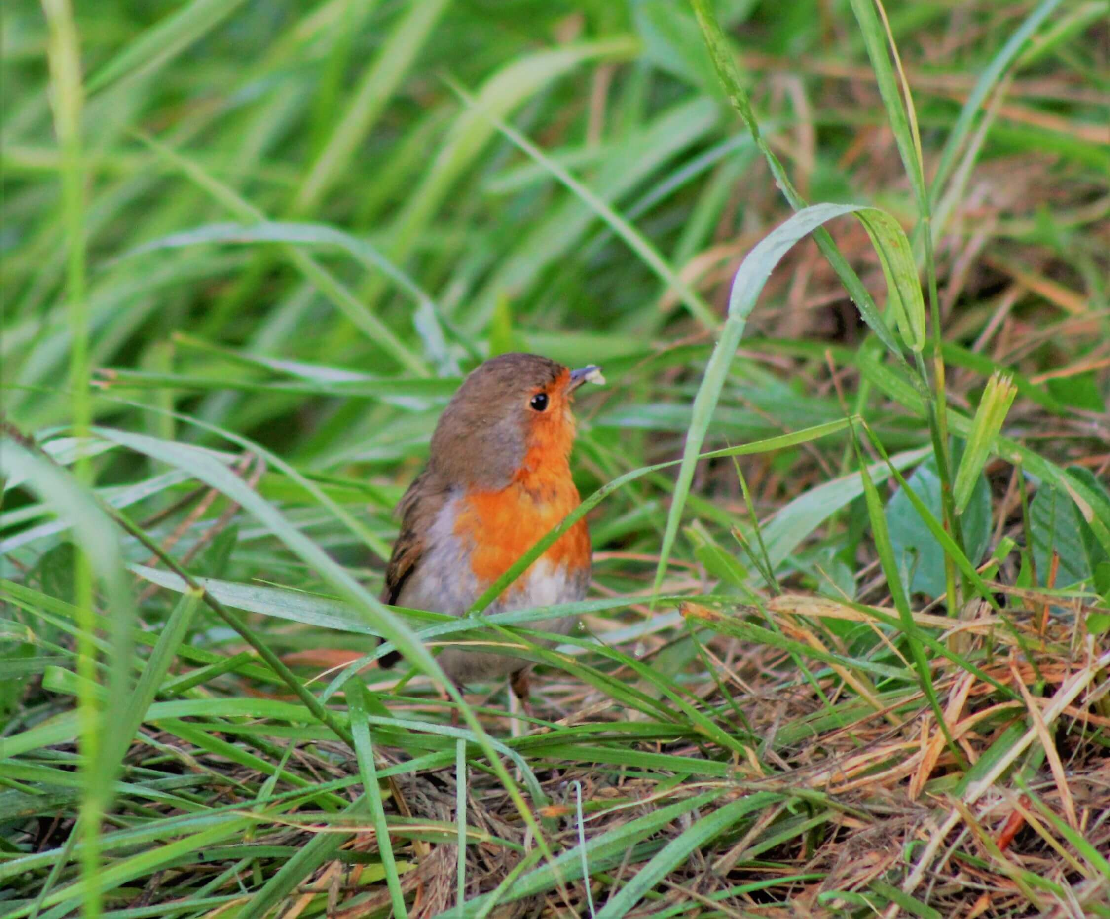 Red Breasted Robin: Charming Garden Visitor and National Bird of ...