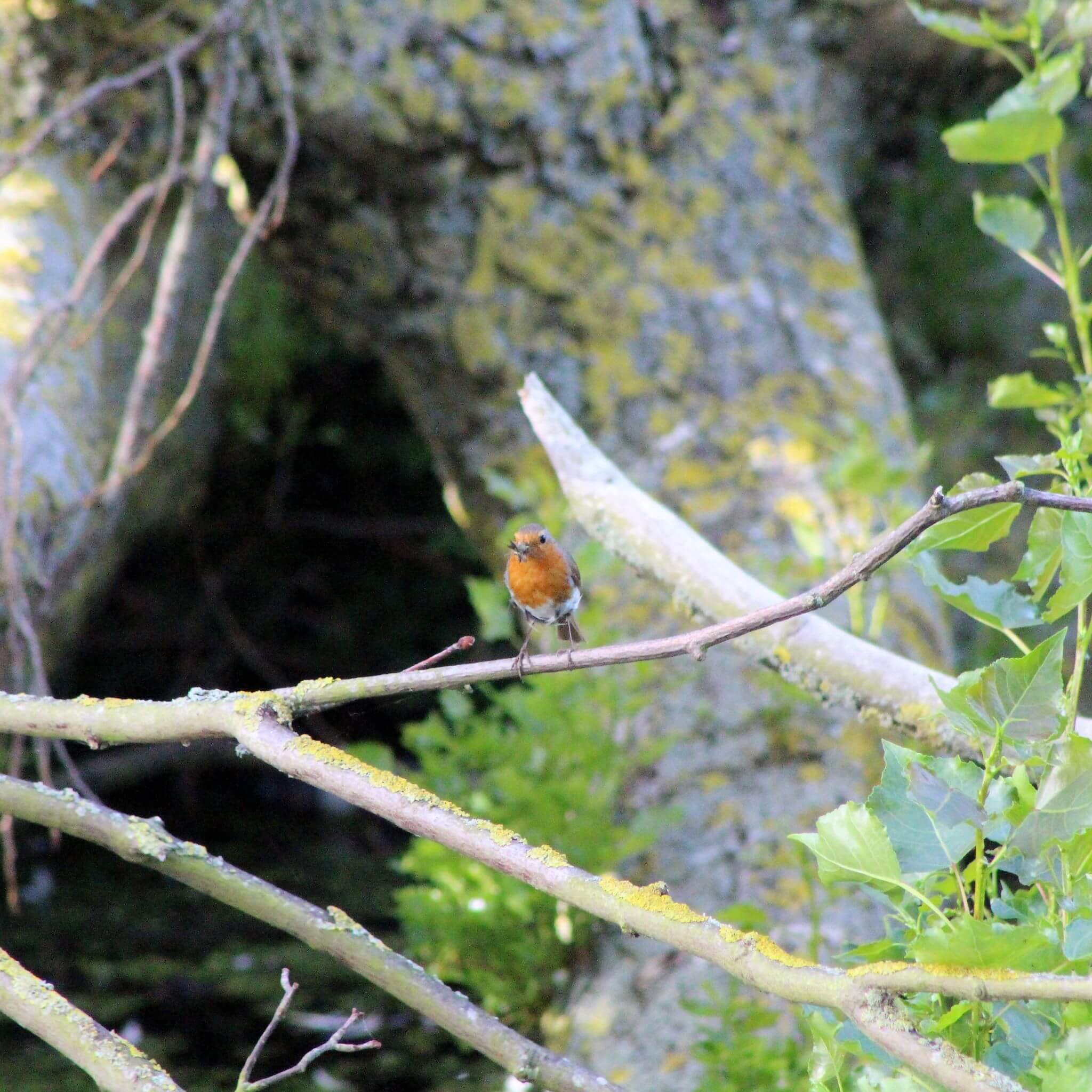 Red Breasted Robin: Charming Garden Visitor and National Bird of ...