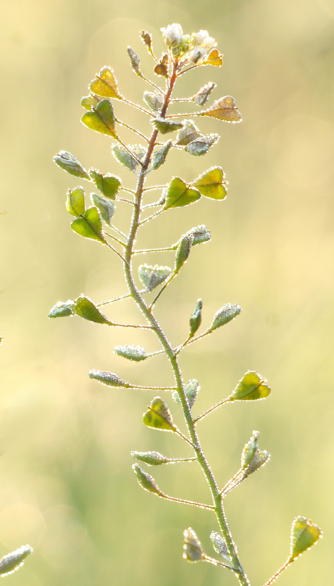 Shepherd’s Purse (Capsella bursa-pastoris) – A Delightful Little Weed ...