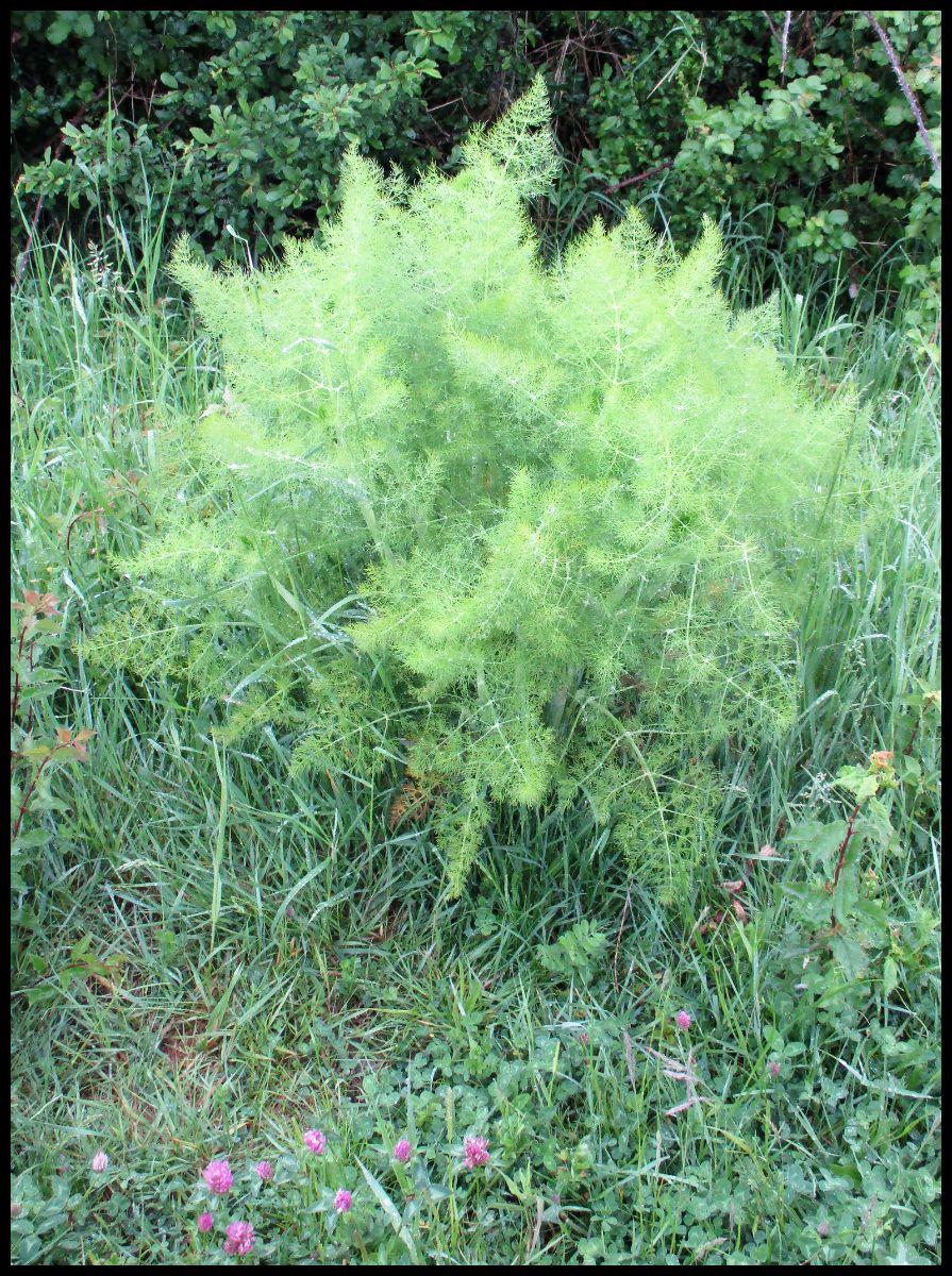 Ultimate Guide to Growing Fennel in the UK – Earthly Comforts