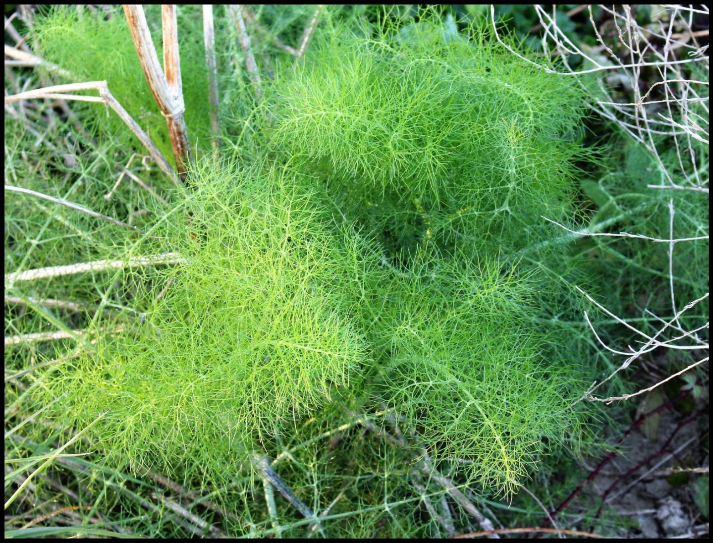 Ultimate Guide to Growing Fennel in the UK – Earthly Comforts