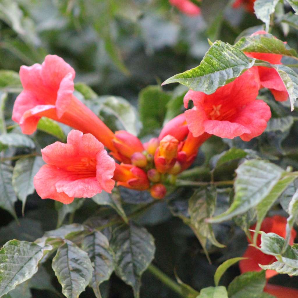 Trumpet Creeper in the UK Garden: Exotic Blooms, Bold Growth – Earthly ...