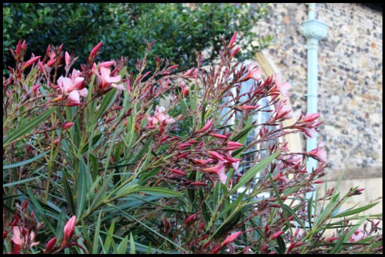 Essential Care Guide for Oleanders in UK Gardens – Earthly Comforts