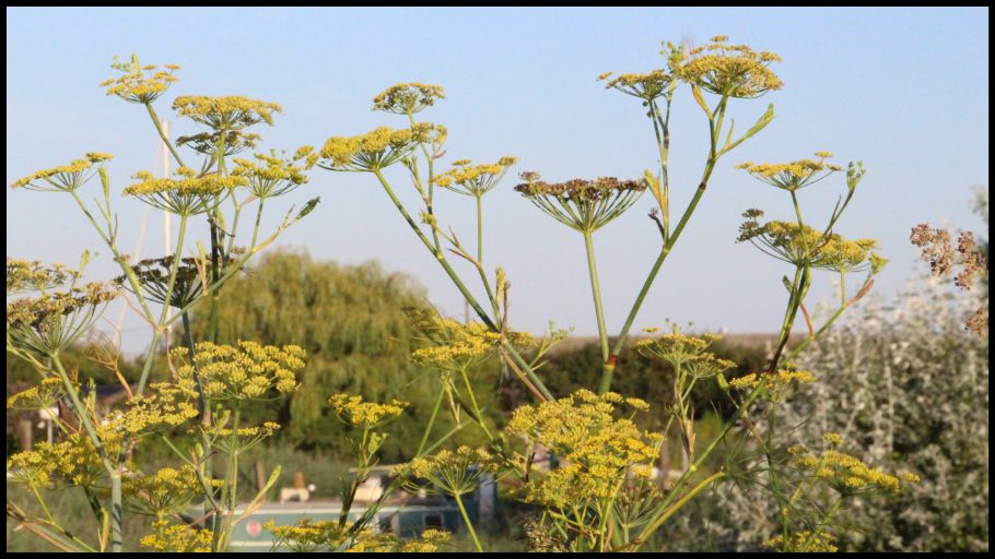 Ultimate Guide to Growing Fennel in the UK – Earthly Comforts