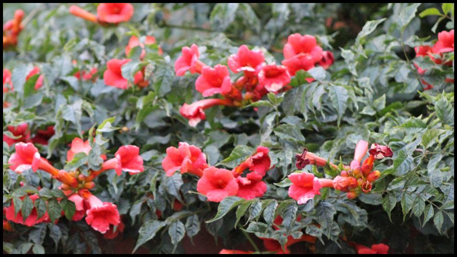 Trumpet Creeper in the UK Garden: Exotic Blooms, Bold Growth – Earthly ...