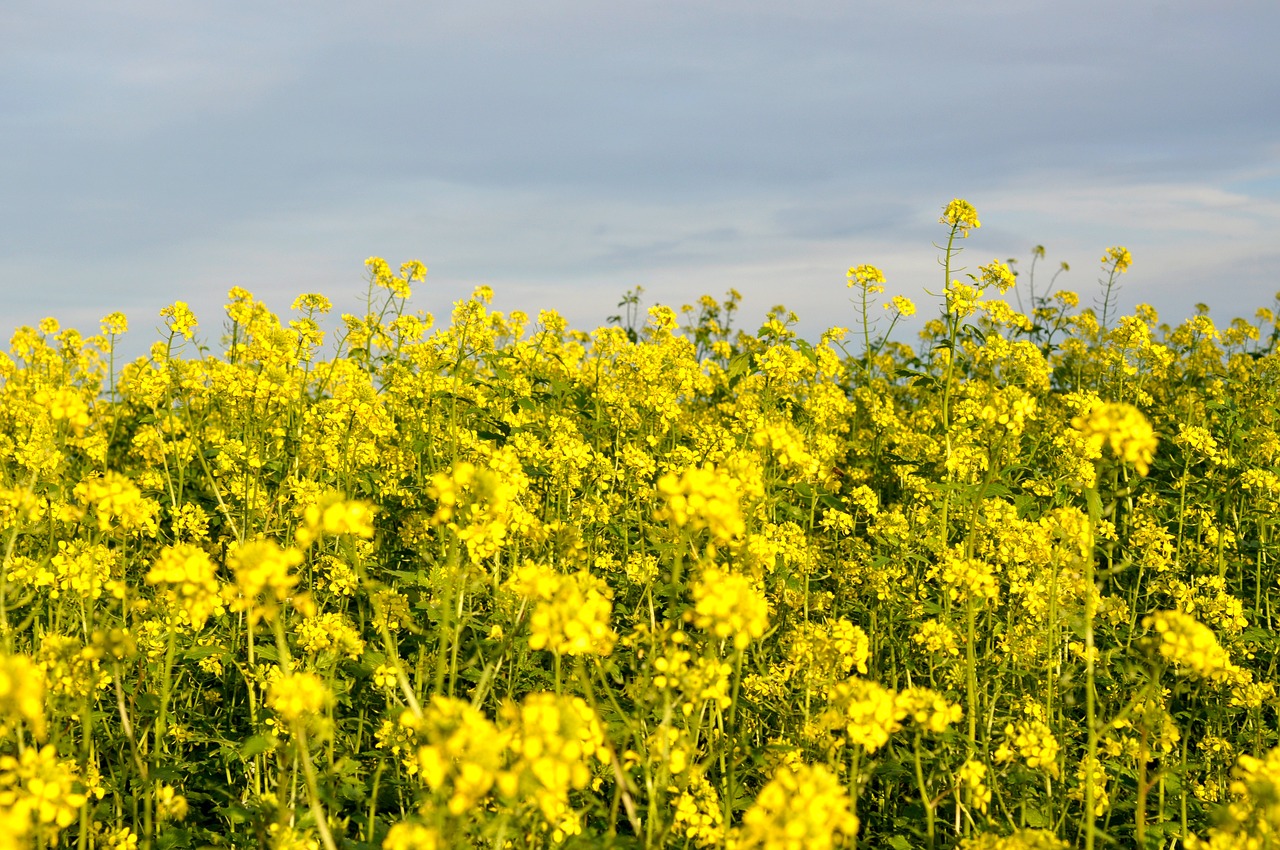Invasive Weed or Valuable Green Manure? Discover Charlock Mustard Uses ...