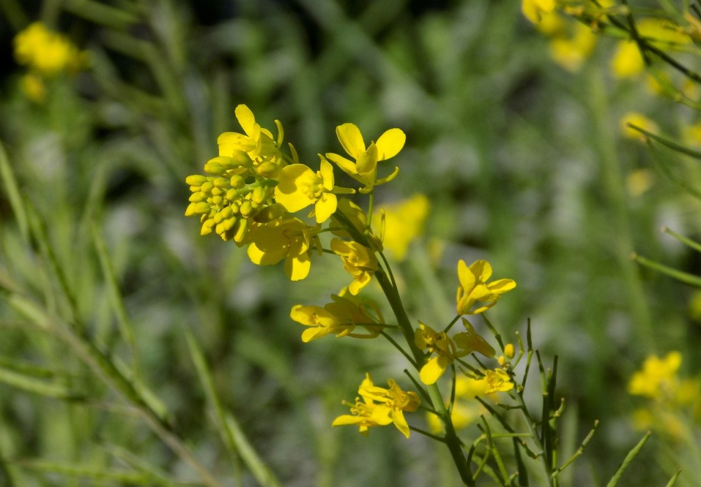 Invasive Weed or Valuable Green Manure? Discover Charlock Mustard Uses ...