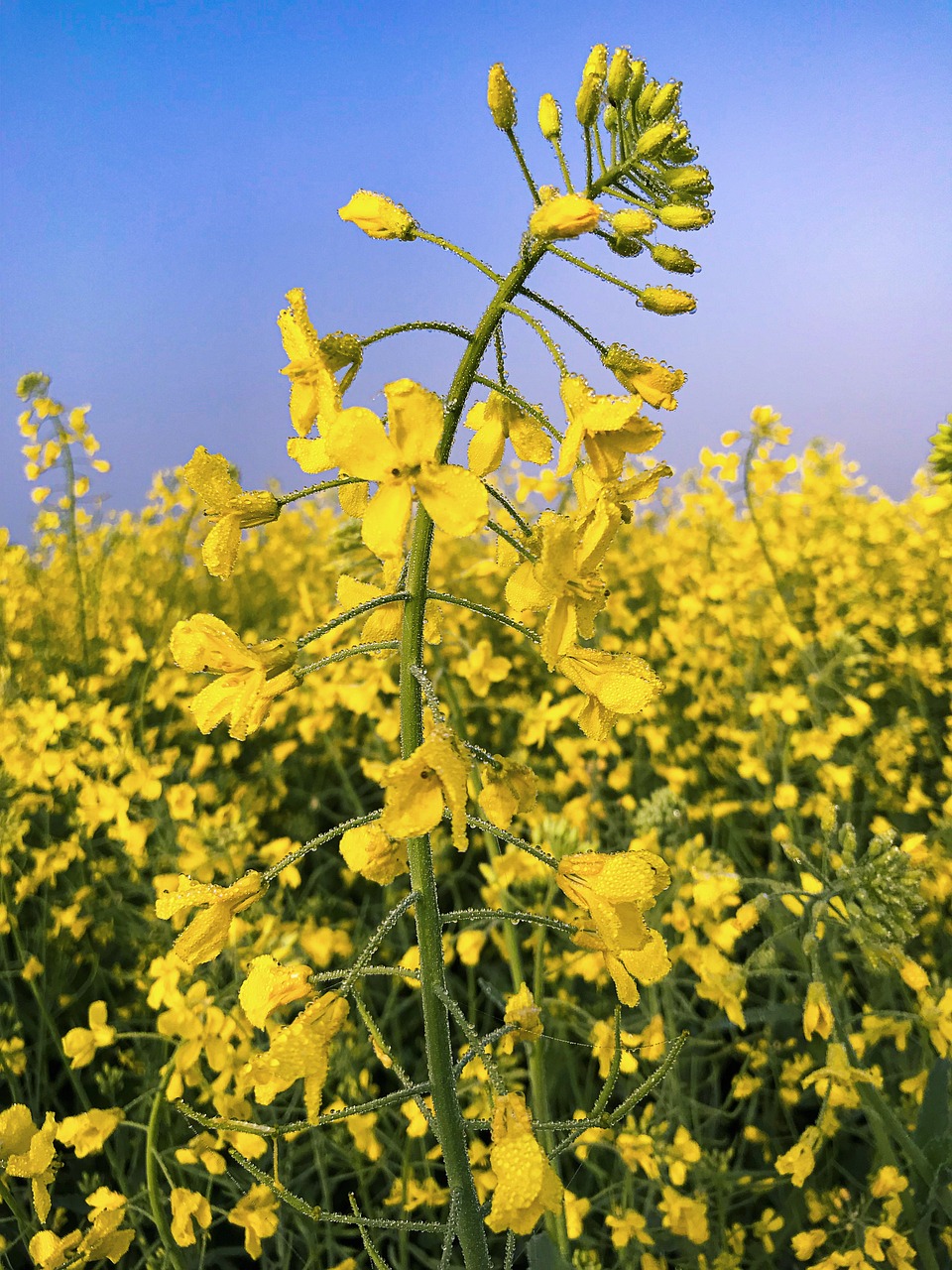 Invasive Weed or Valuable Green Manure? Discover Charlock Mustard Uses ...
